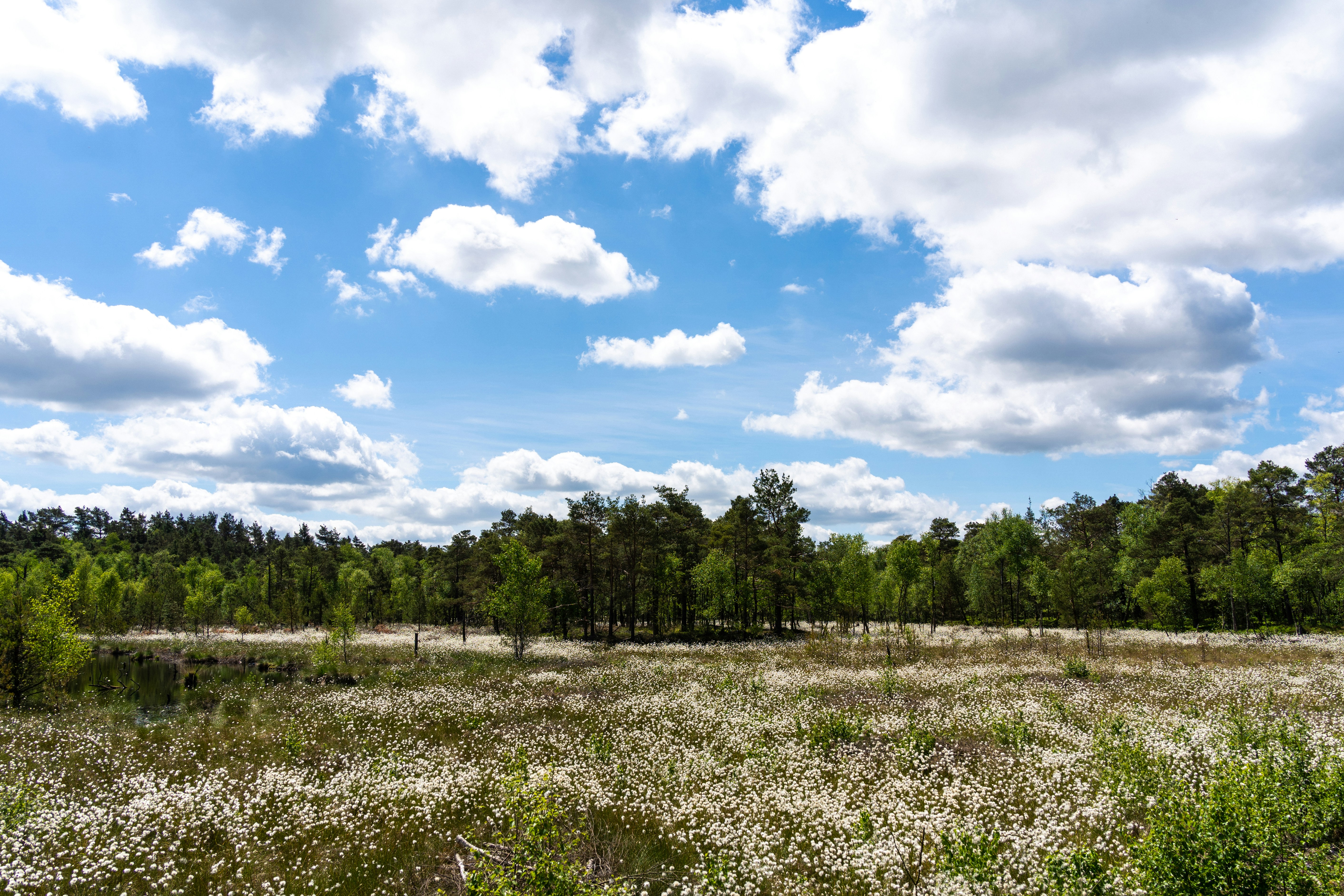 Expansive meadow under a sky filled with fluffy clouds and bordered by lush green trees.