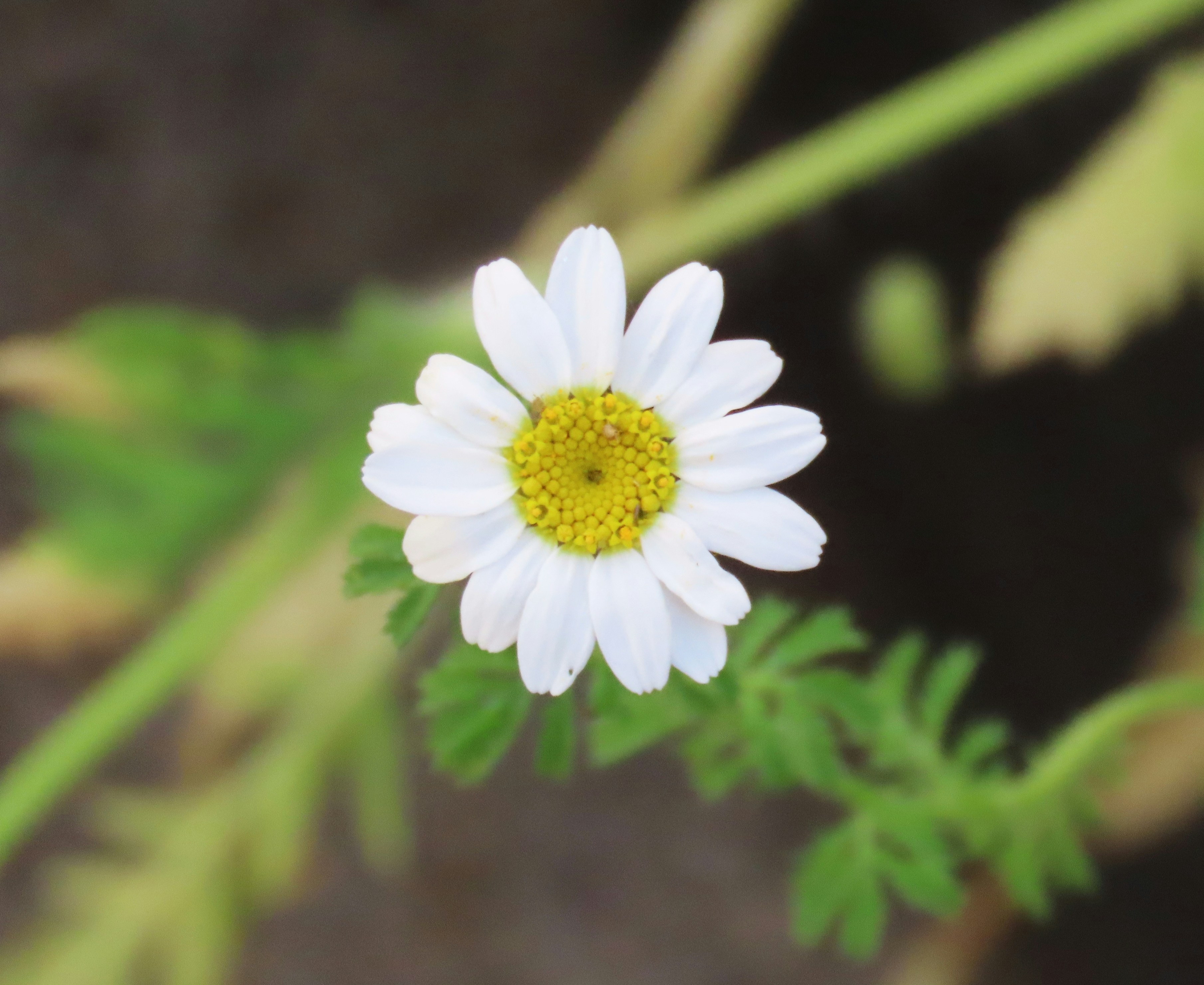 Petal Halo: A Close-Up Daisy in a Velvet Green Backdrop