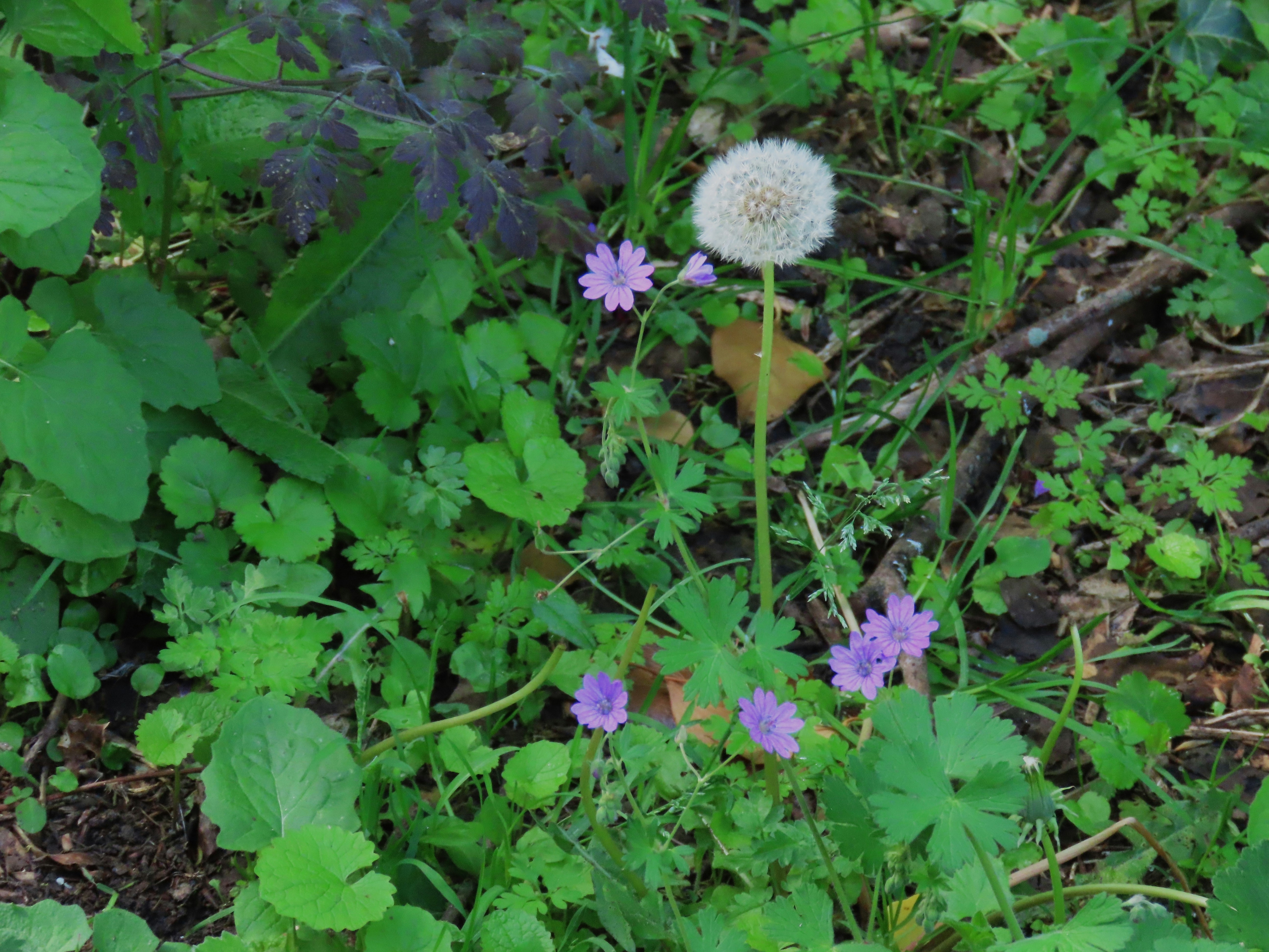 Un diente de león en medio de un campo de flores foto – Imagen de ...