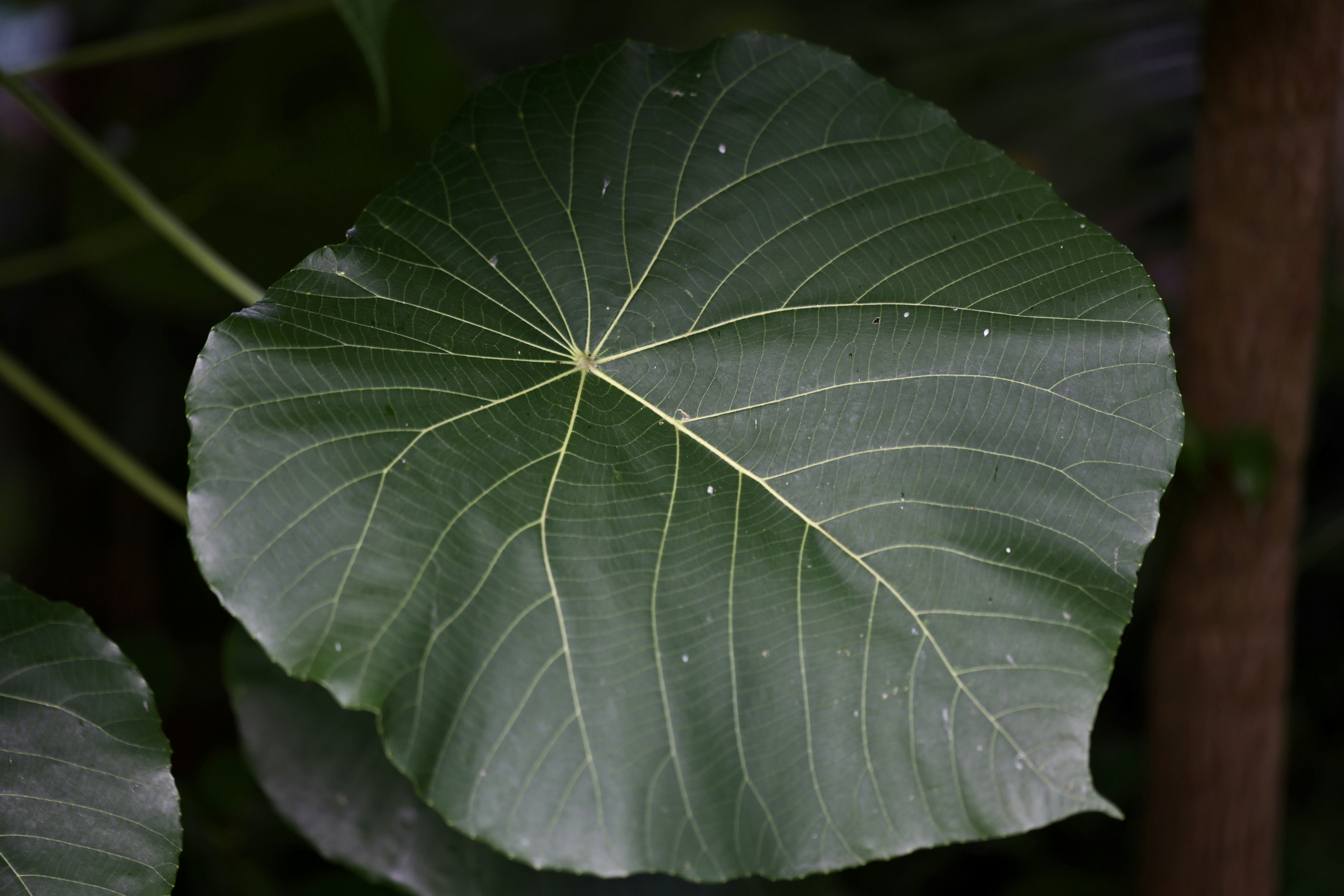 a large green leaf on a tree branch