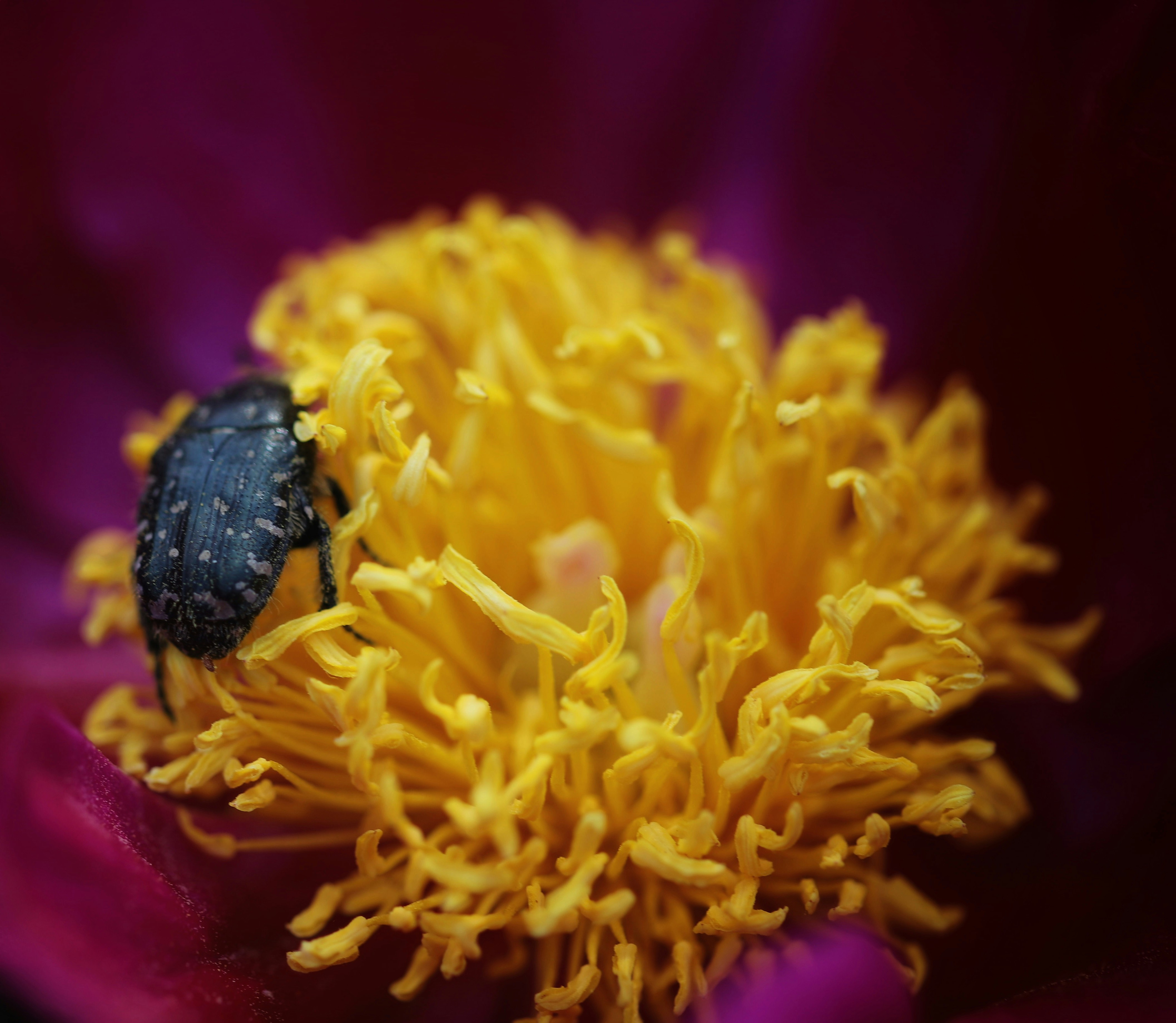 a close up of a flower with a bug on it