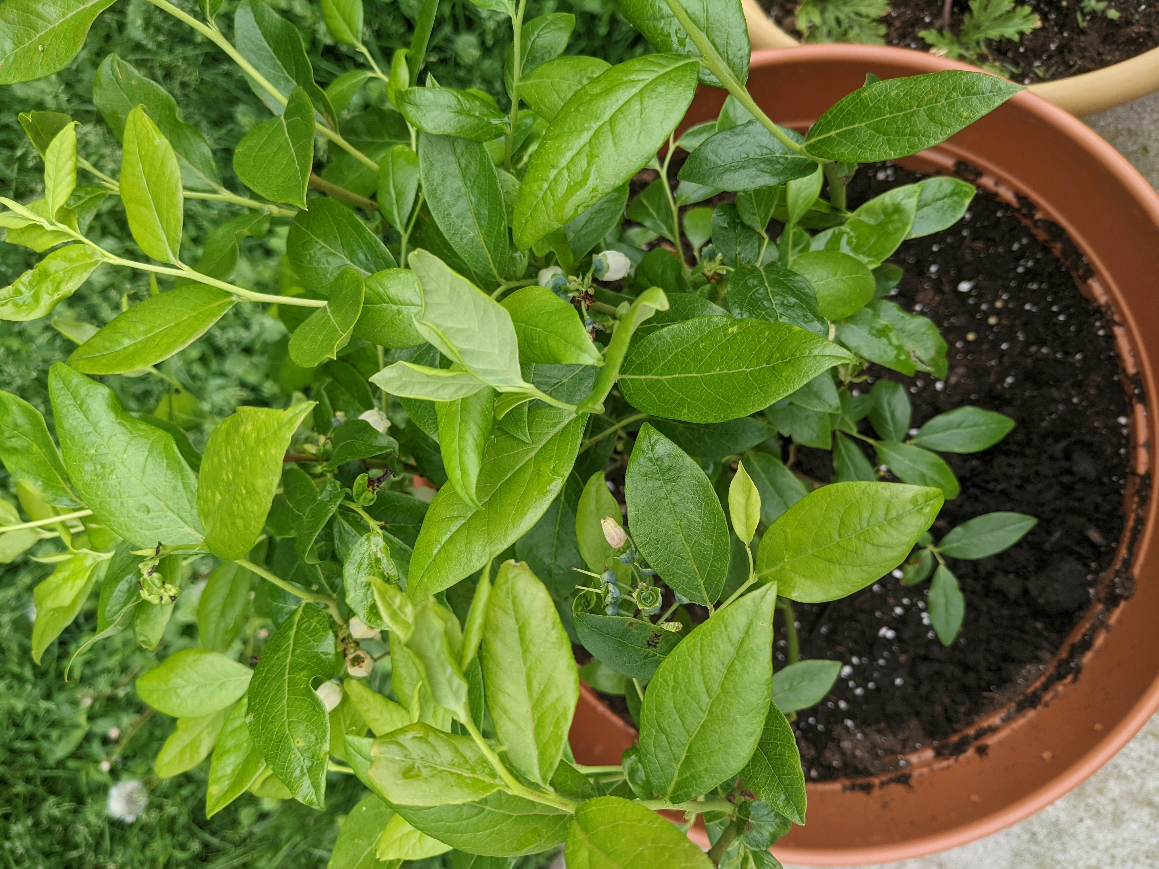 A close-up view of a blueberry plant featuring vibrant green leaves and developing berries. The image captures the essence of growth and vitality.