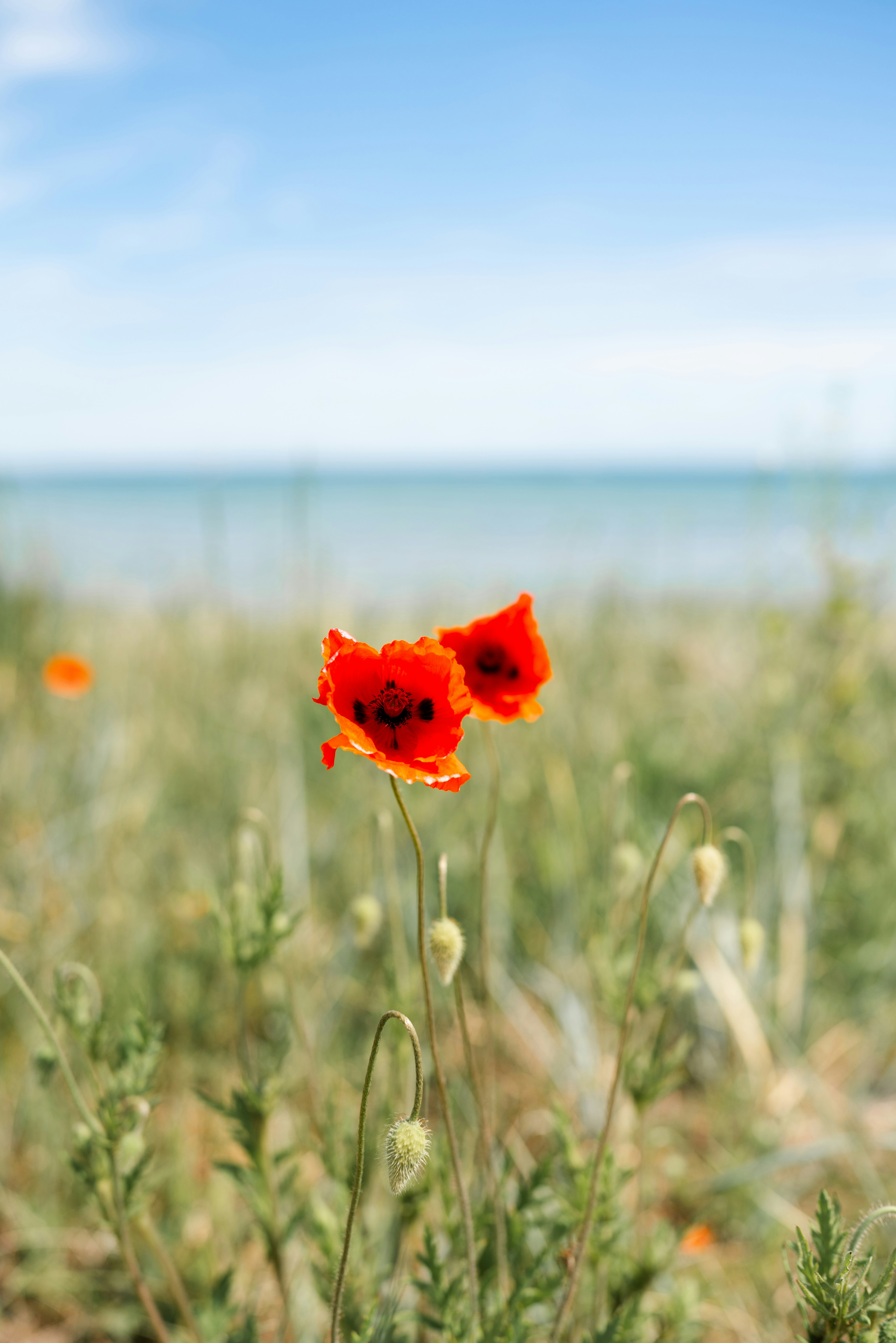 Scarlet Flanks by the Shore: Poppies in the Sea Breeze