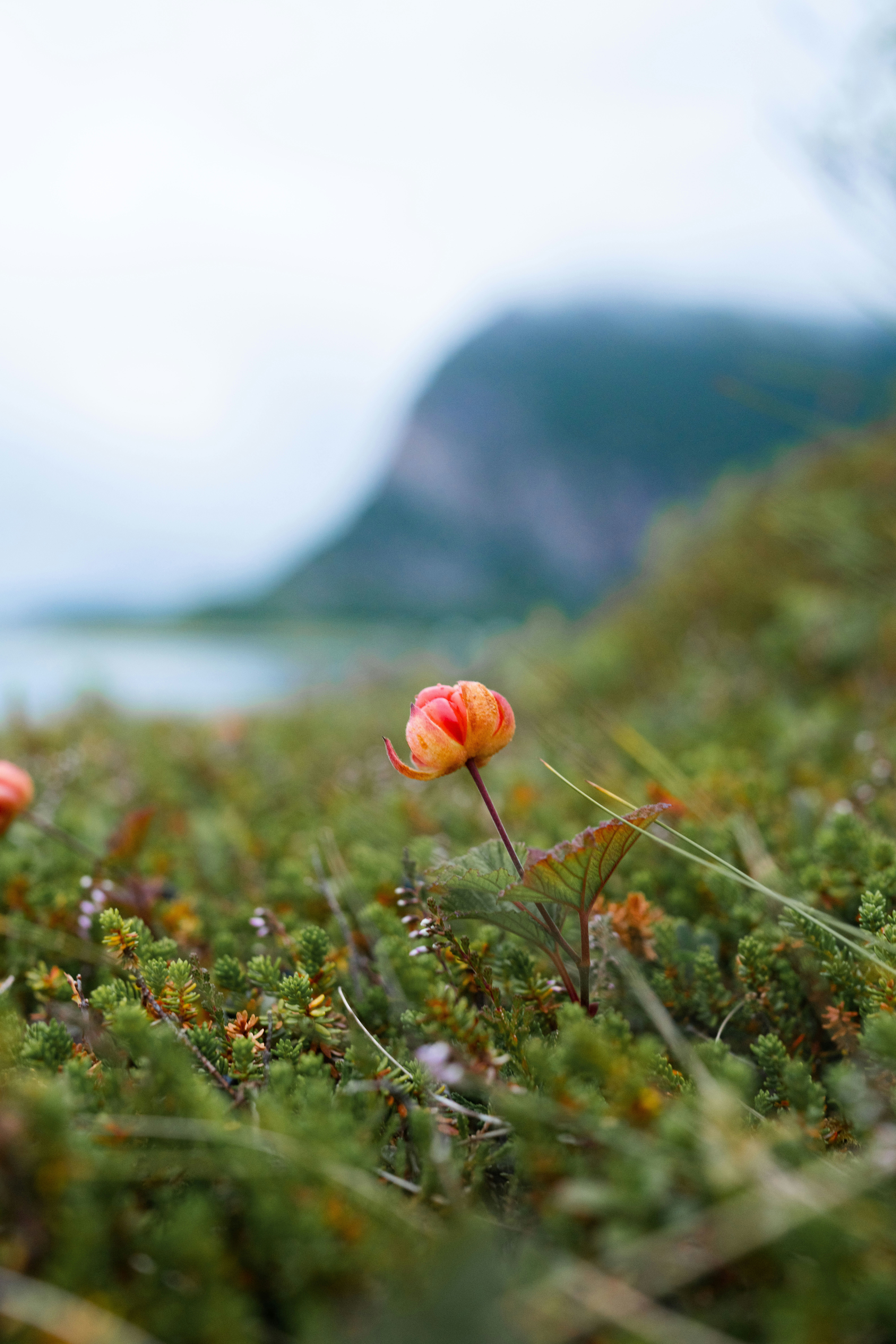 Cloudberry picking season.