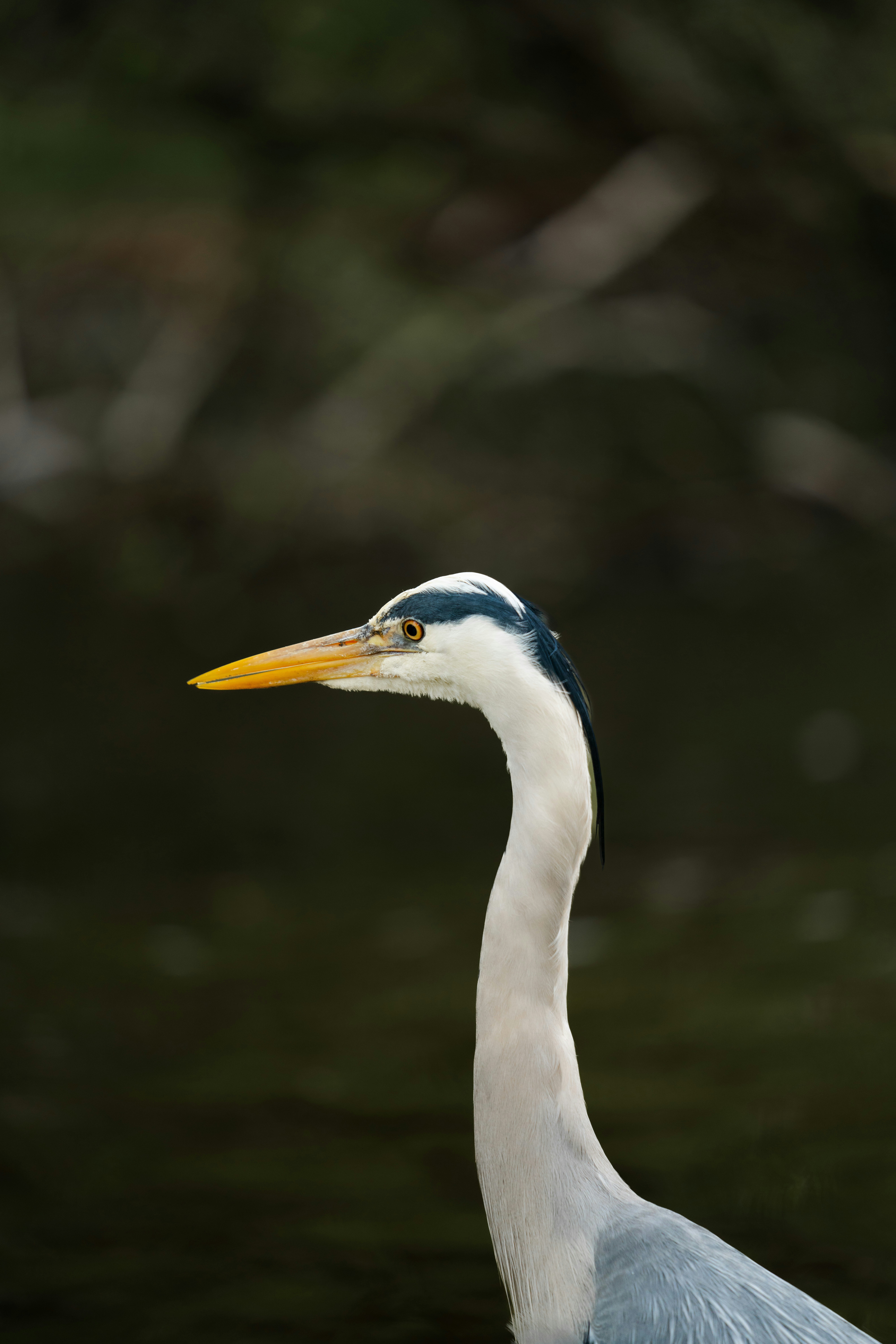 Great blue heron poised gracefully at the water's edge, showcasing its distinctive profile and vibrant plumage.
