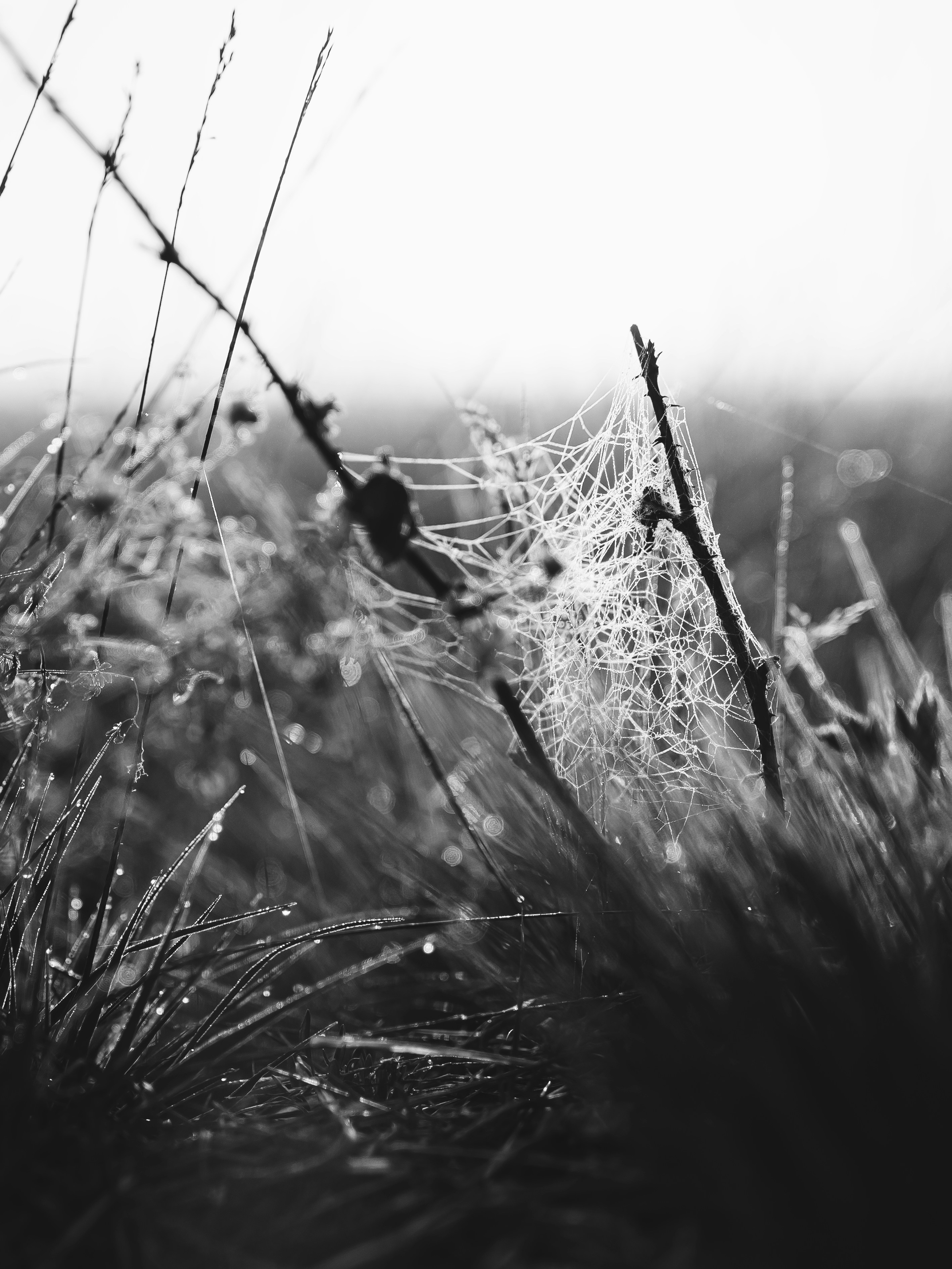 Web of Frosted Threads: Close-Up of Dew-Kissed Grass and Spider Web
