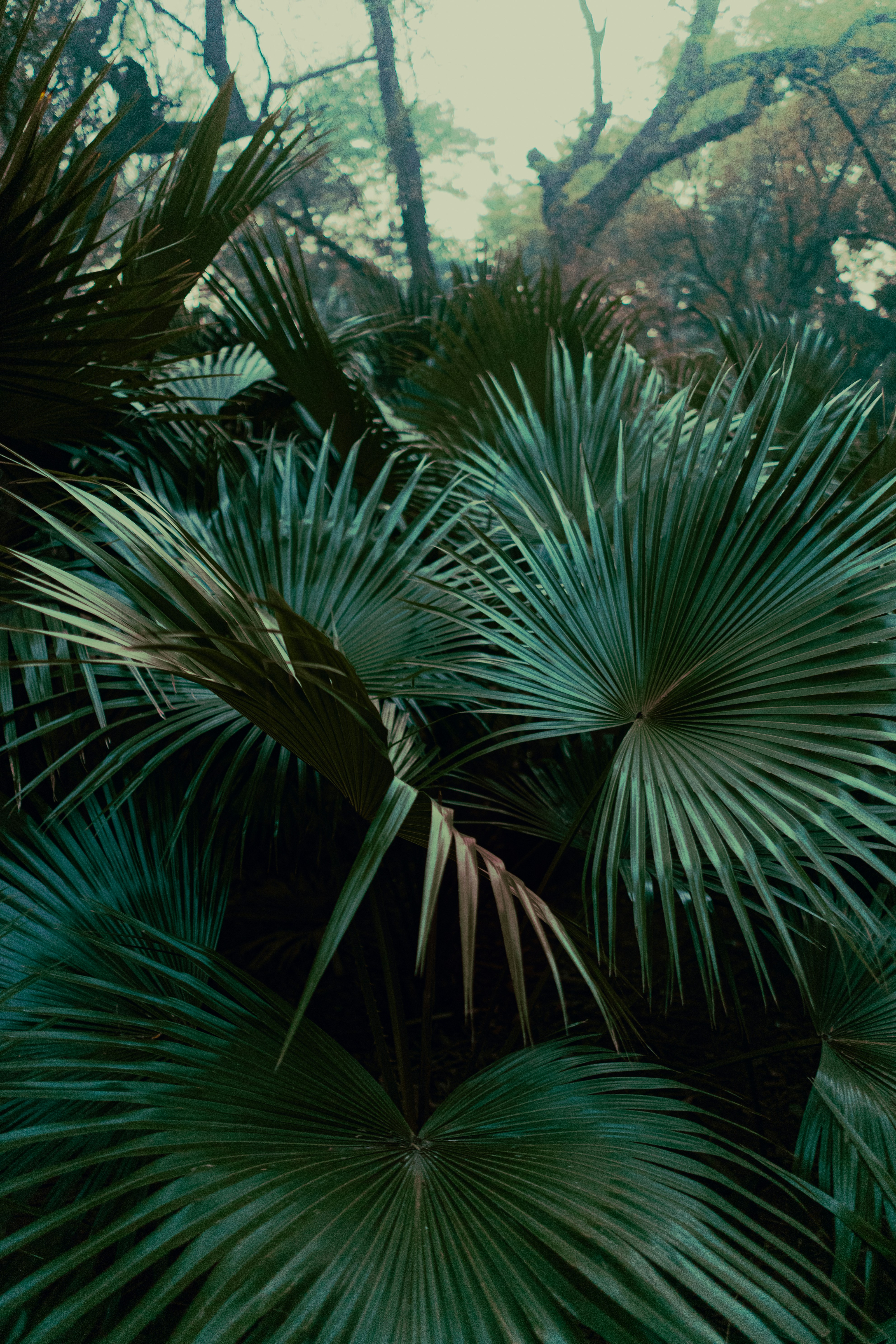 a bunch of palm trees that are next to each other