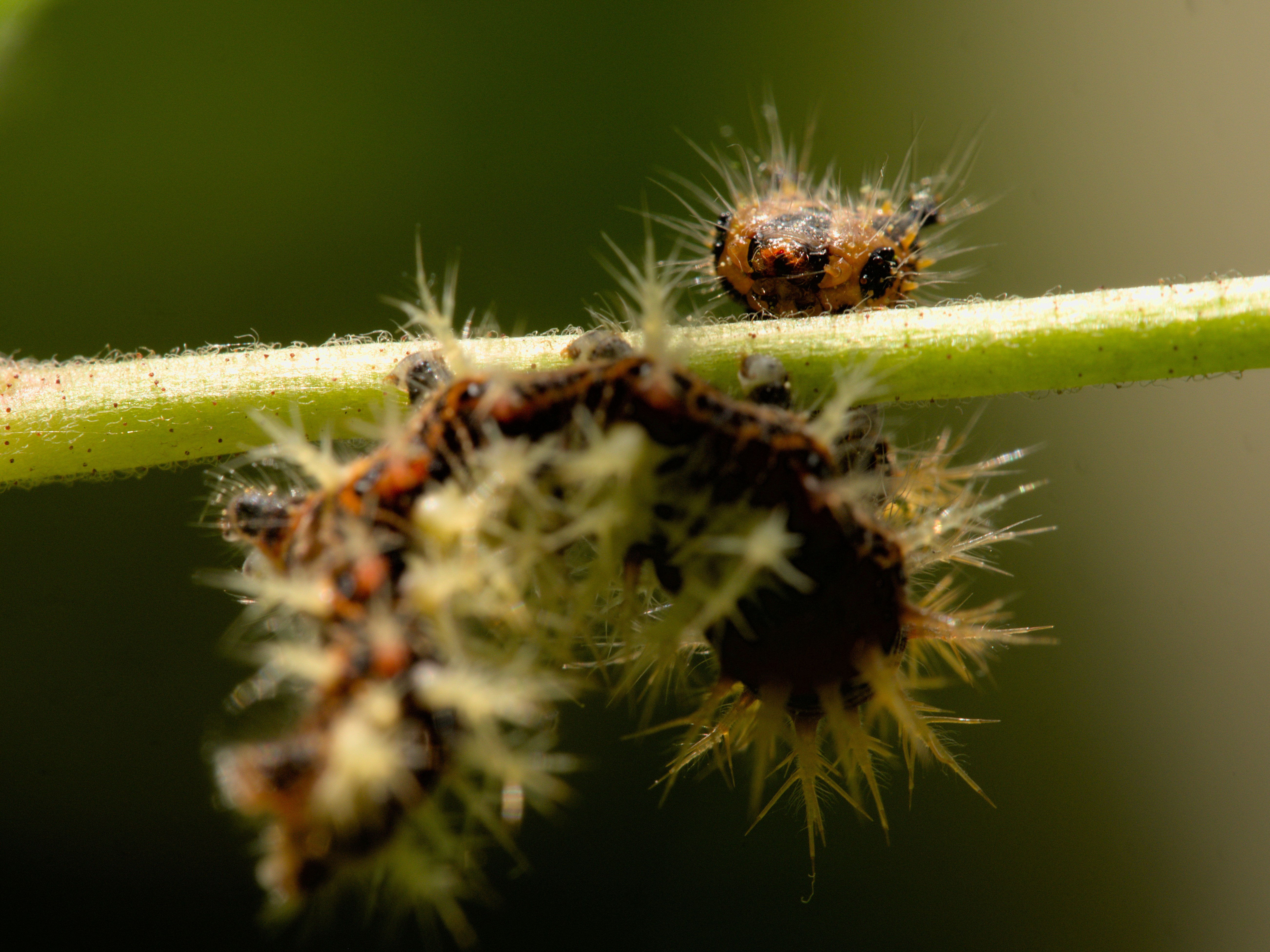 A close up of two bugs on a plant photo – Free Spring Image on Unsplash