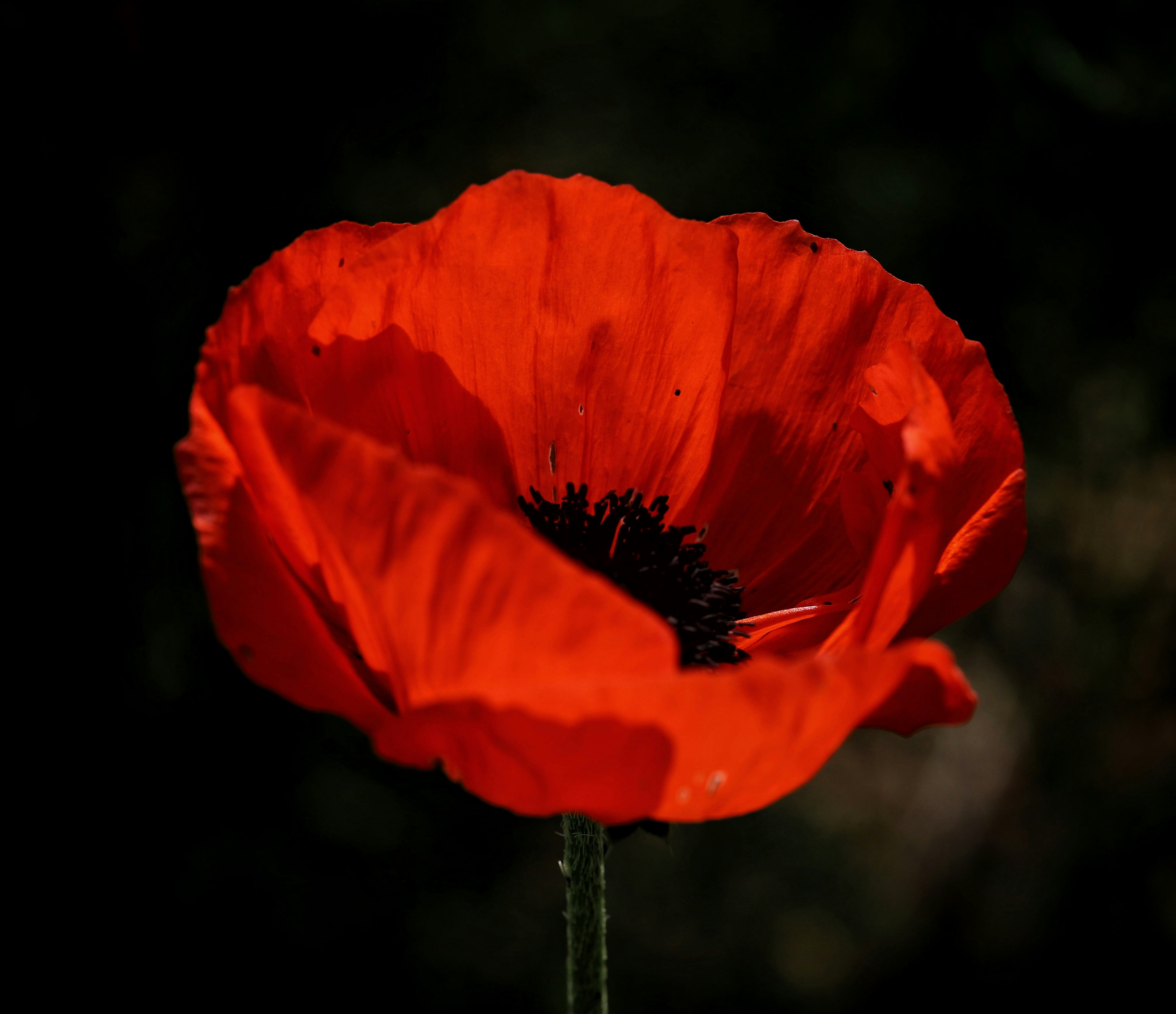 Crimson Bloom in Focus: A Poppy Against the Velvet Darkness