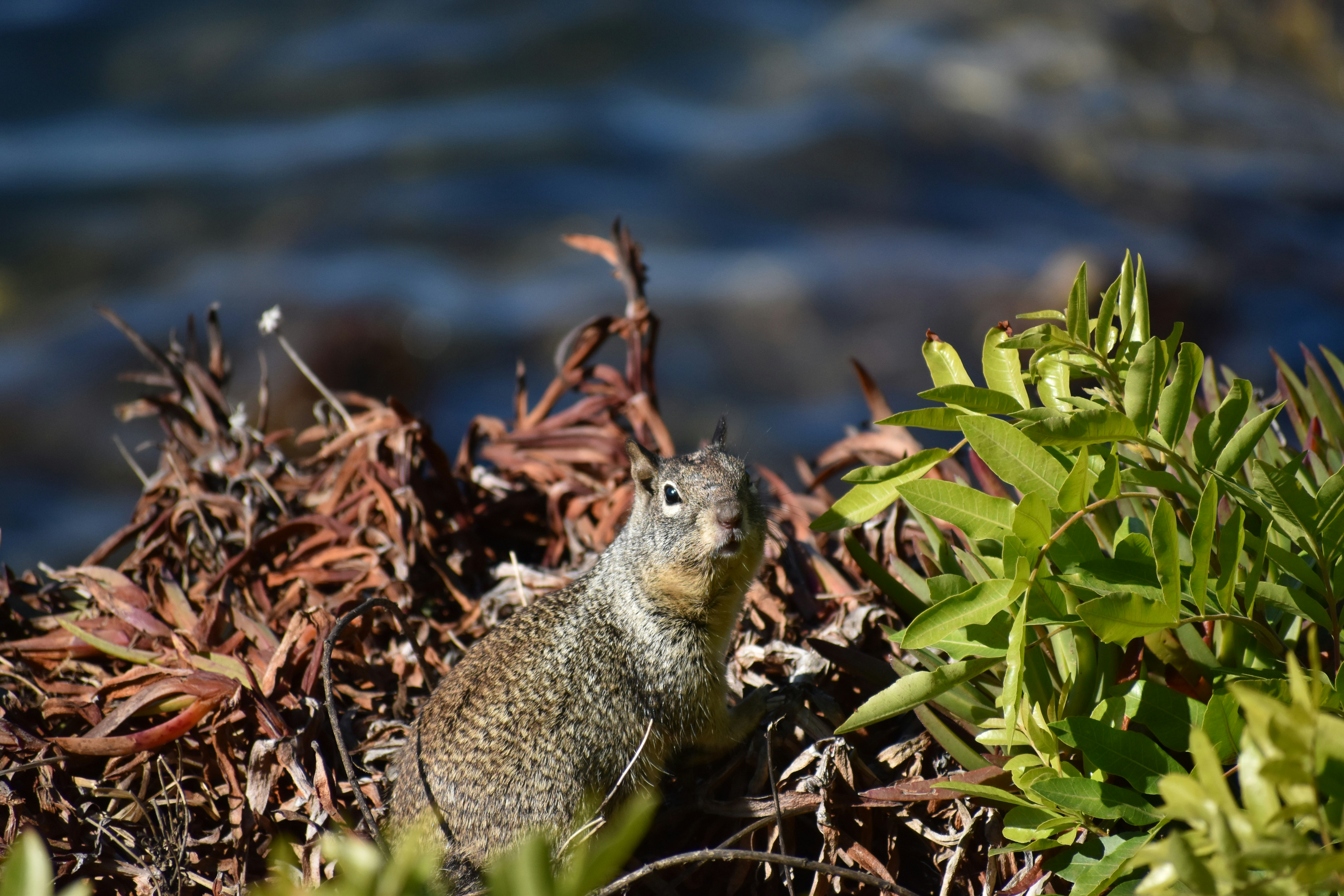 Coastal Forager: a grey rodent pauses among sea-bathed foliage