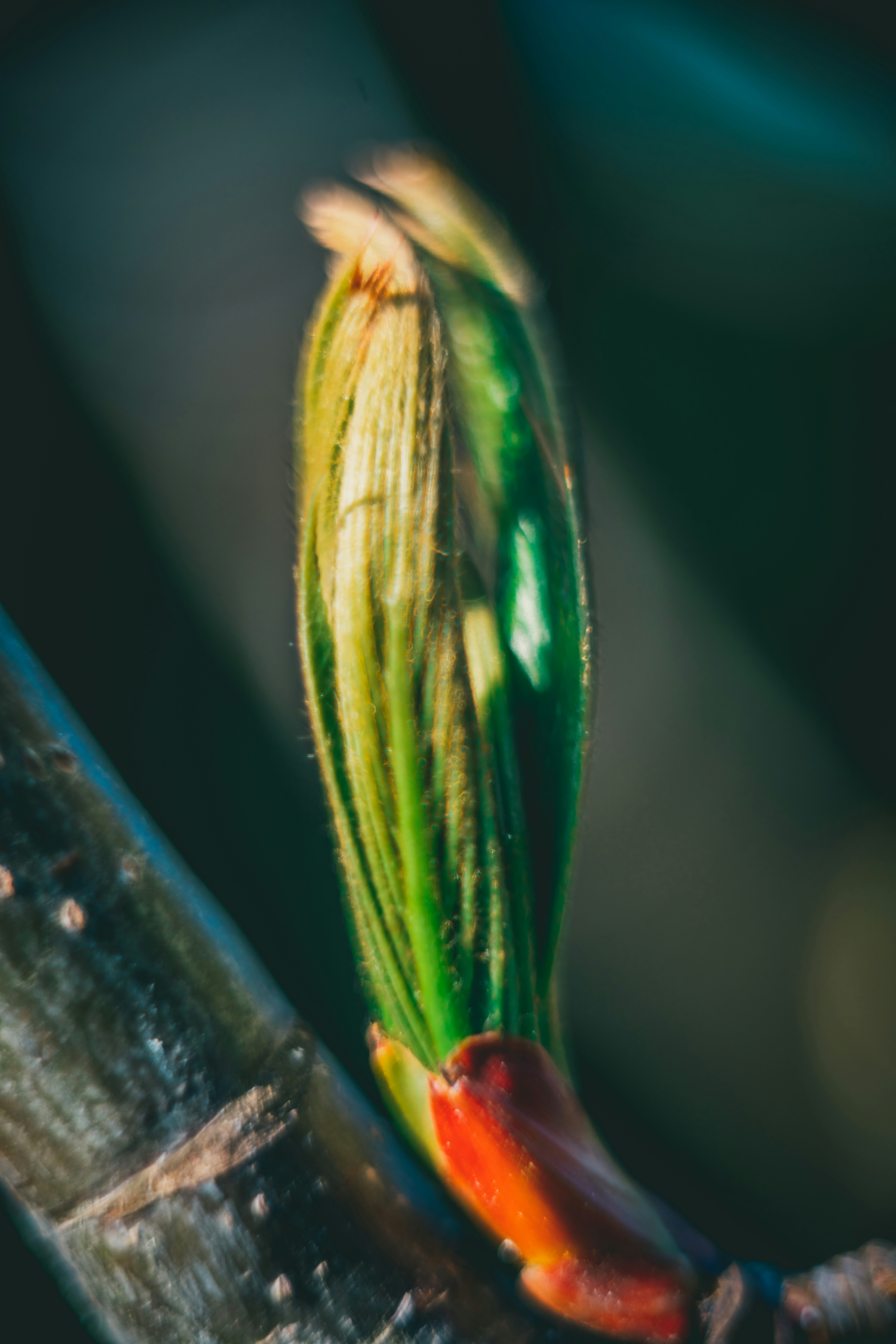 Foto Un capullo de flor verde y rojo en una rama – Imagen Riga gratis ...