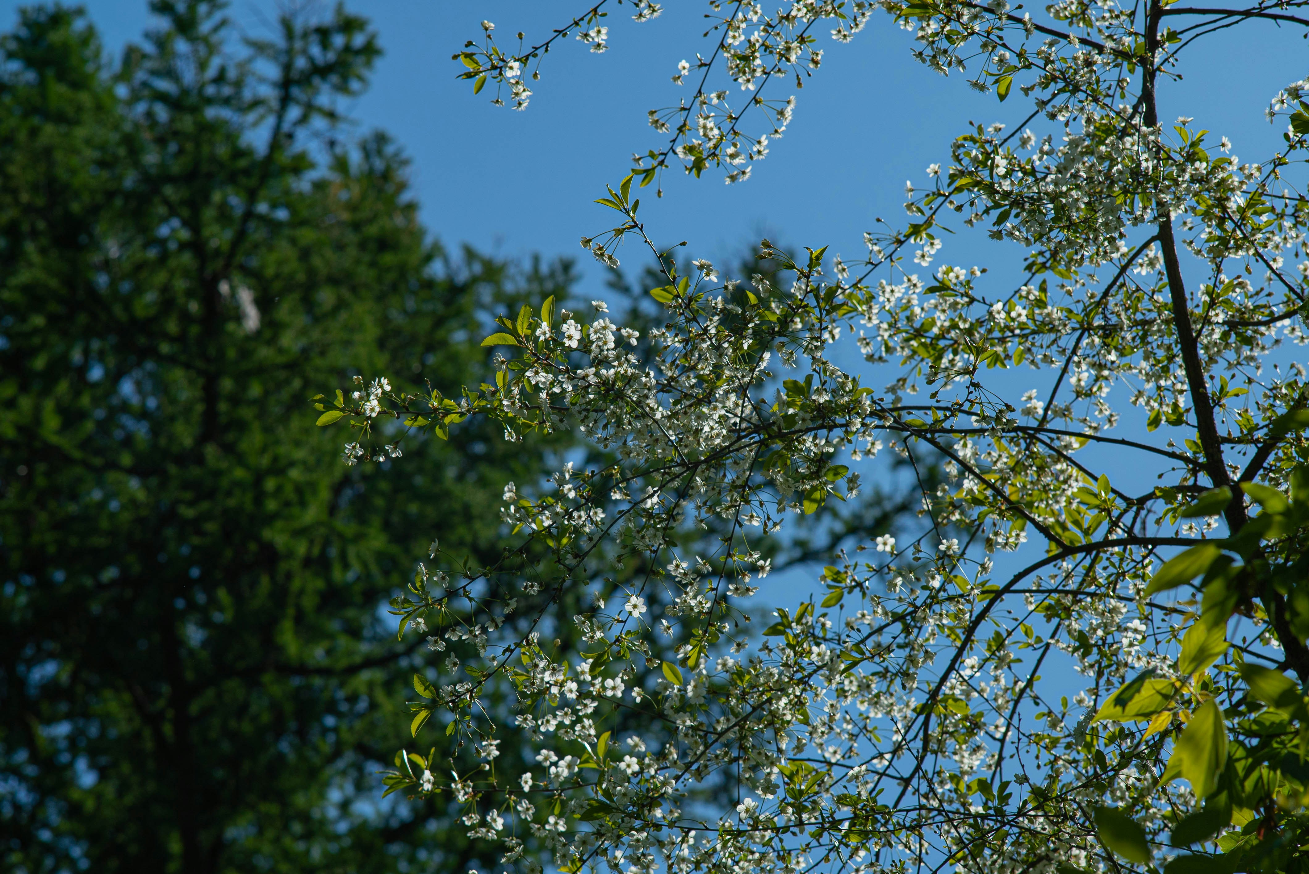 Delicate white blossoms adorn branches against a vibrant blue sky, embodying the essence of spring's renewal.
