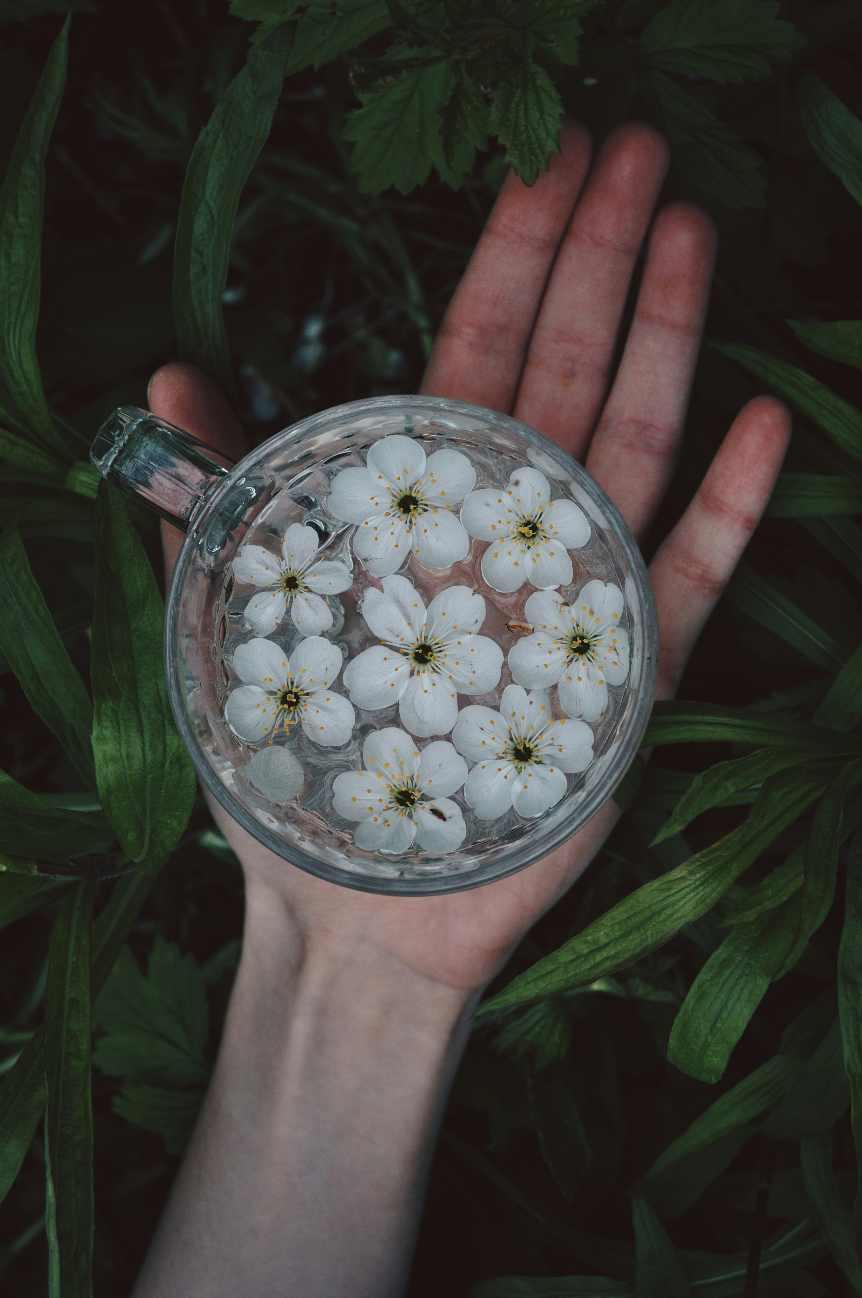 Сherry flowers in a mug.