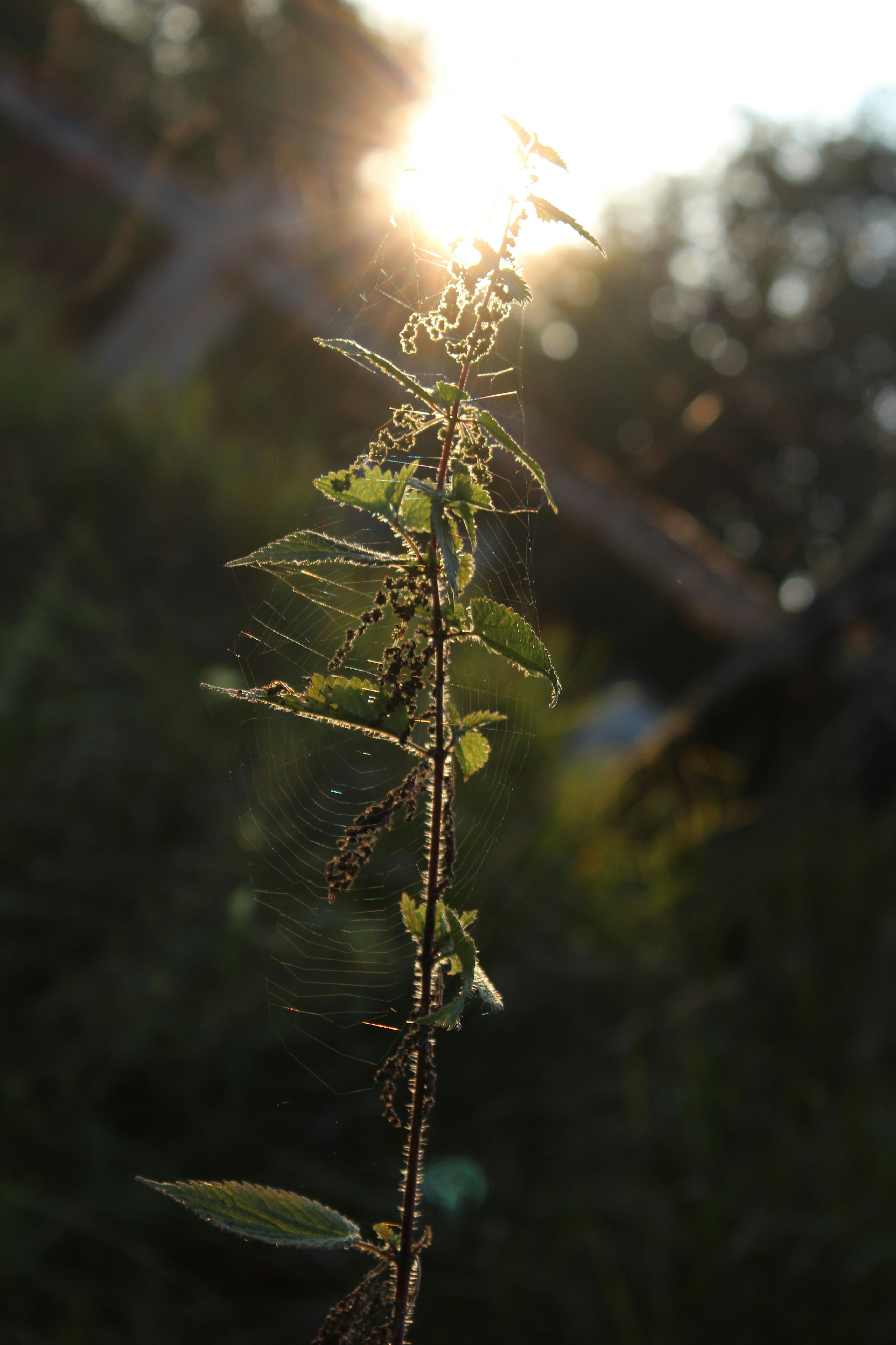a close up of a plant with the sun in the background