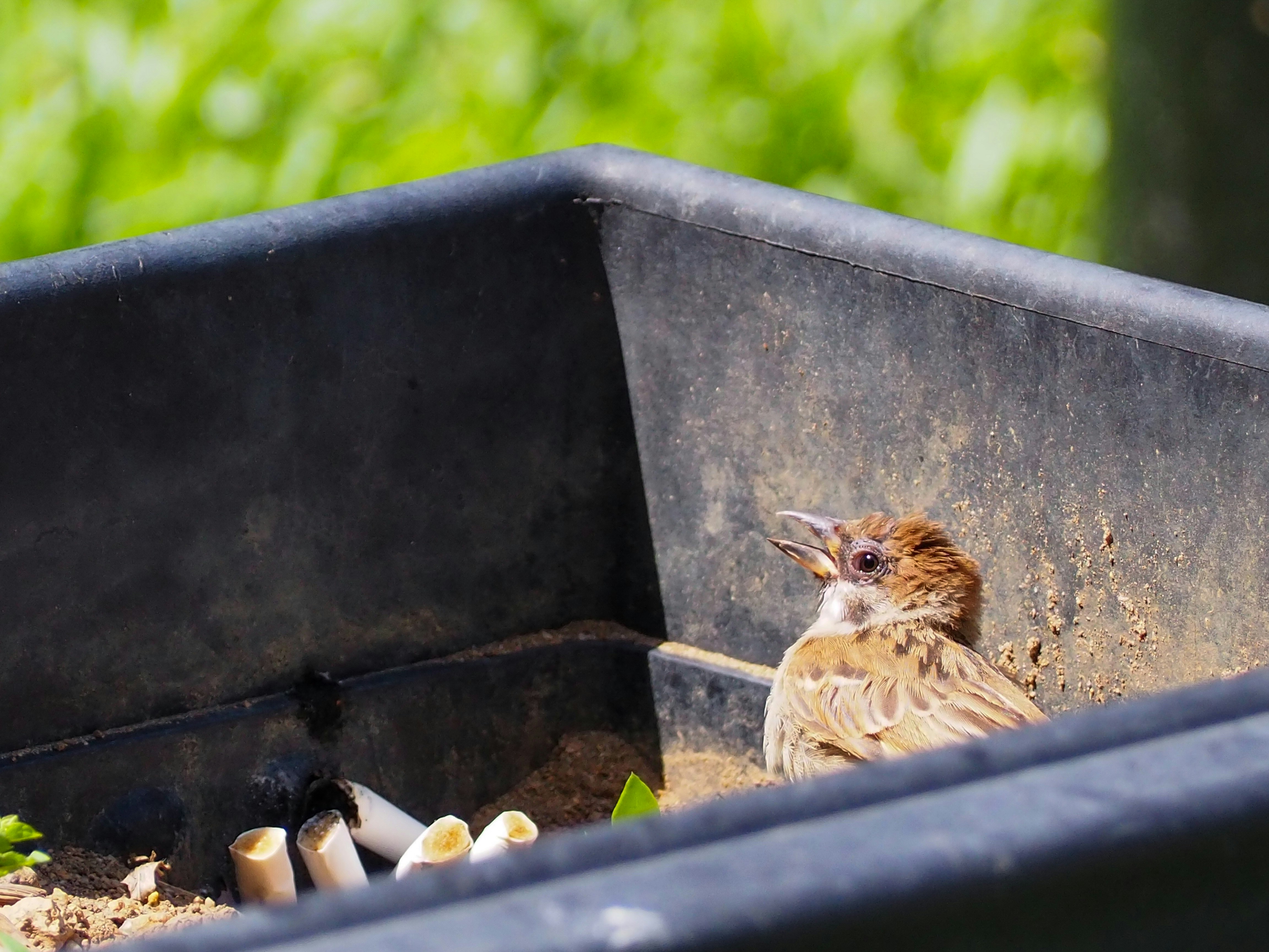 Un petit oiseau assis dans un bac noir photo – Image gratuite de Animal ...