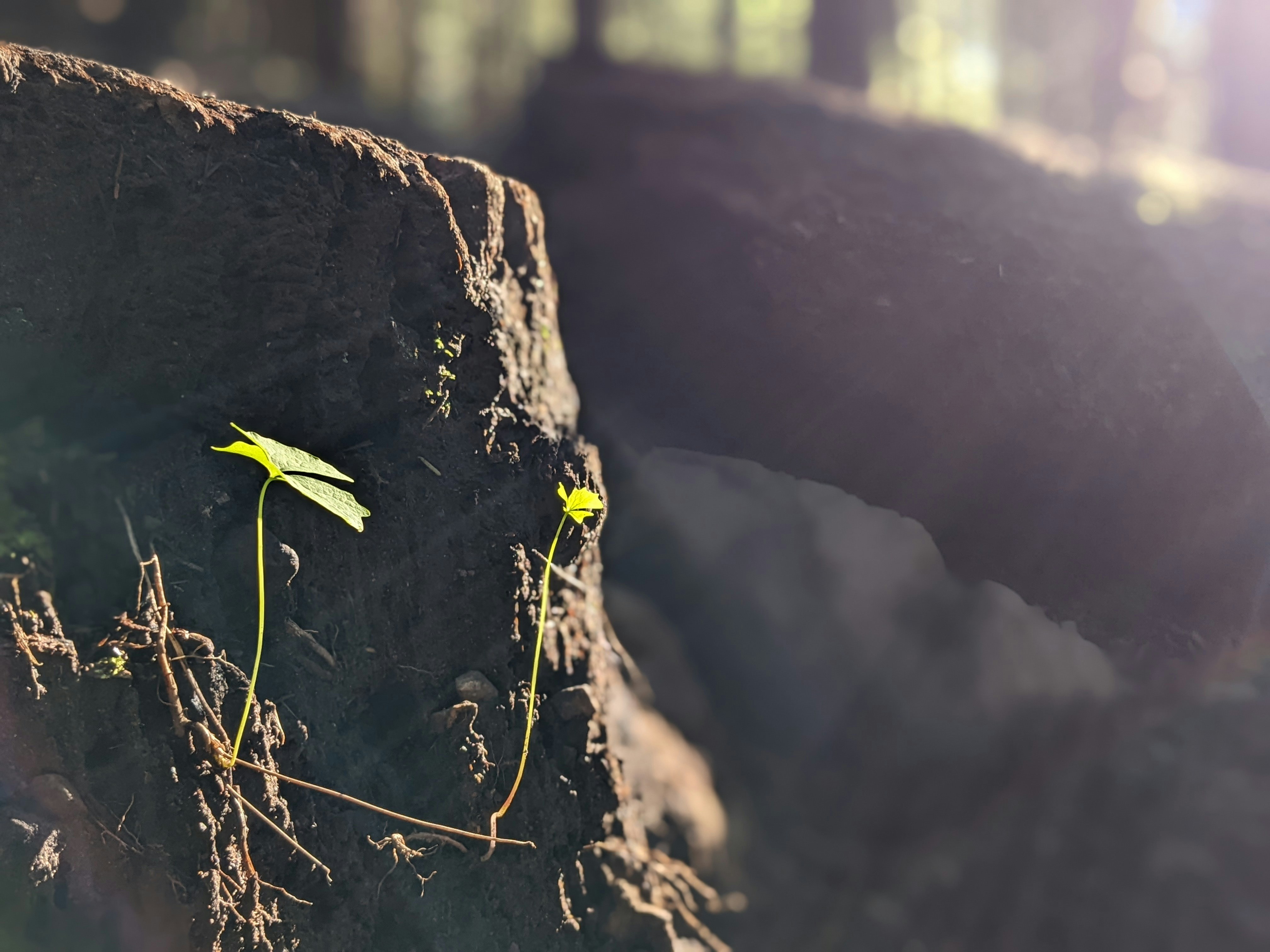 Delicate green leaves sprouting from a weathered tree stump, illuminated by soft sunlight filtering through the forest canopy.