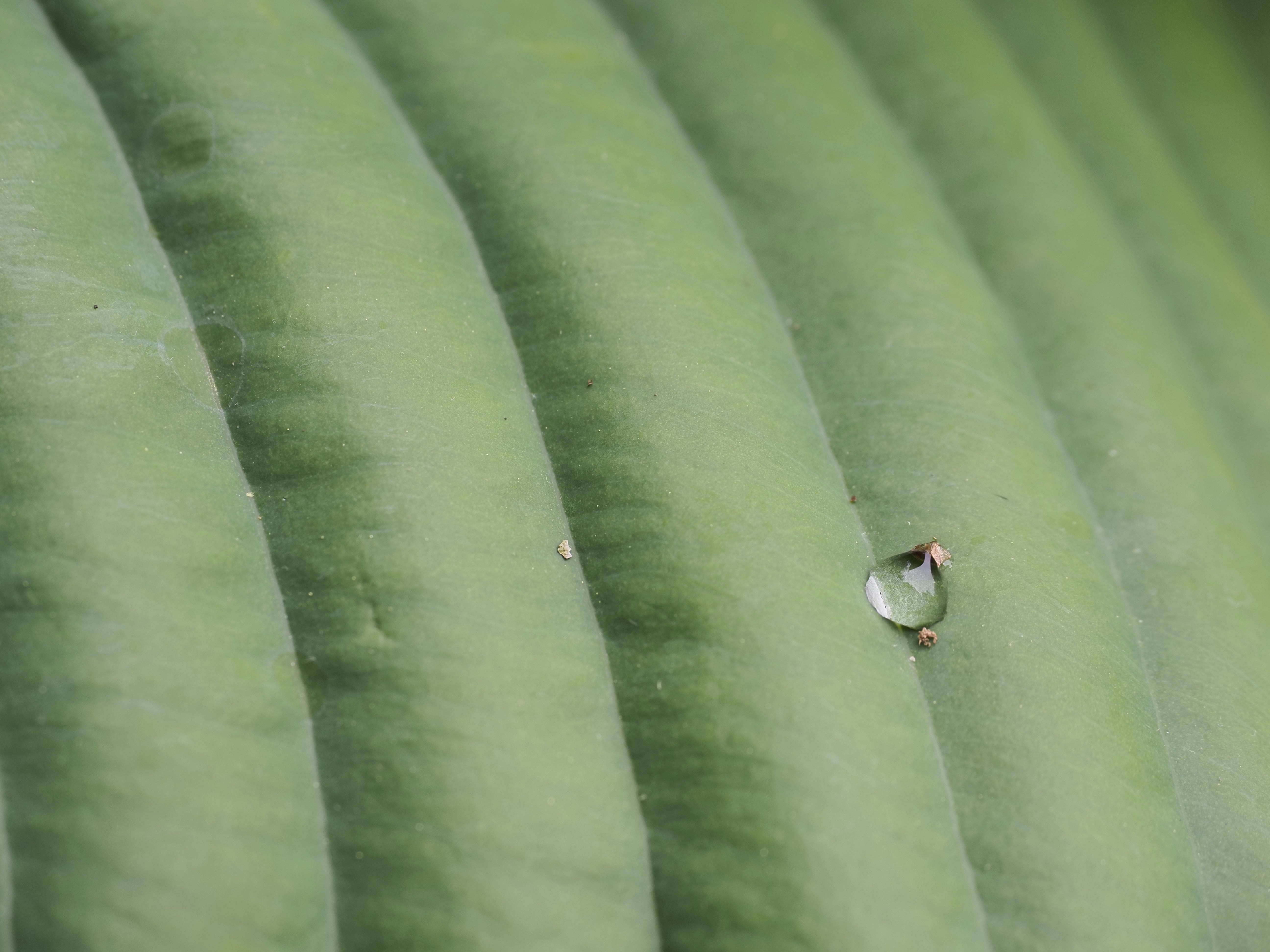 Bead on Velvet Veins: Macro Moment on a Green Leaf