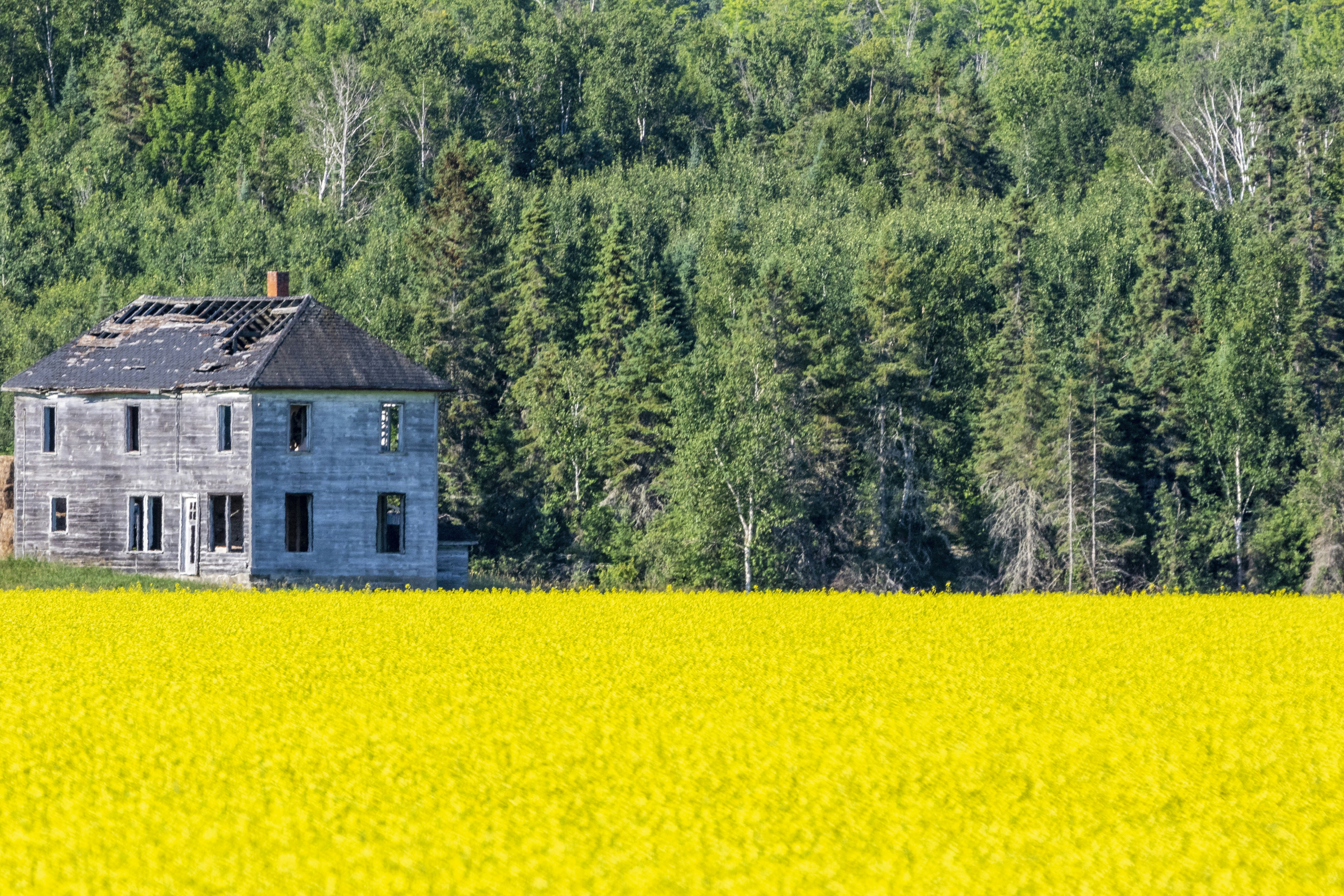 Weathered House at the Edge of a Canola Sea