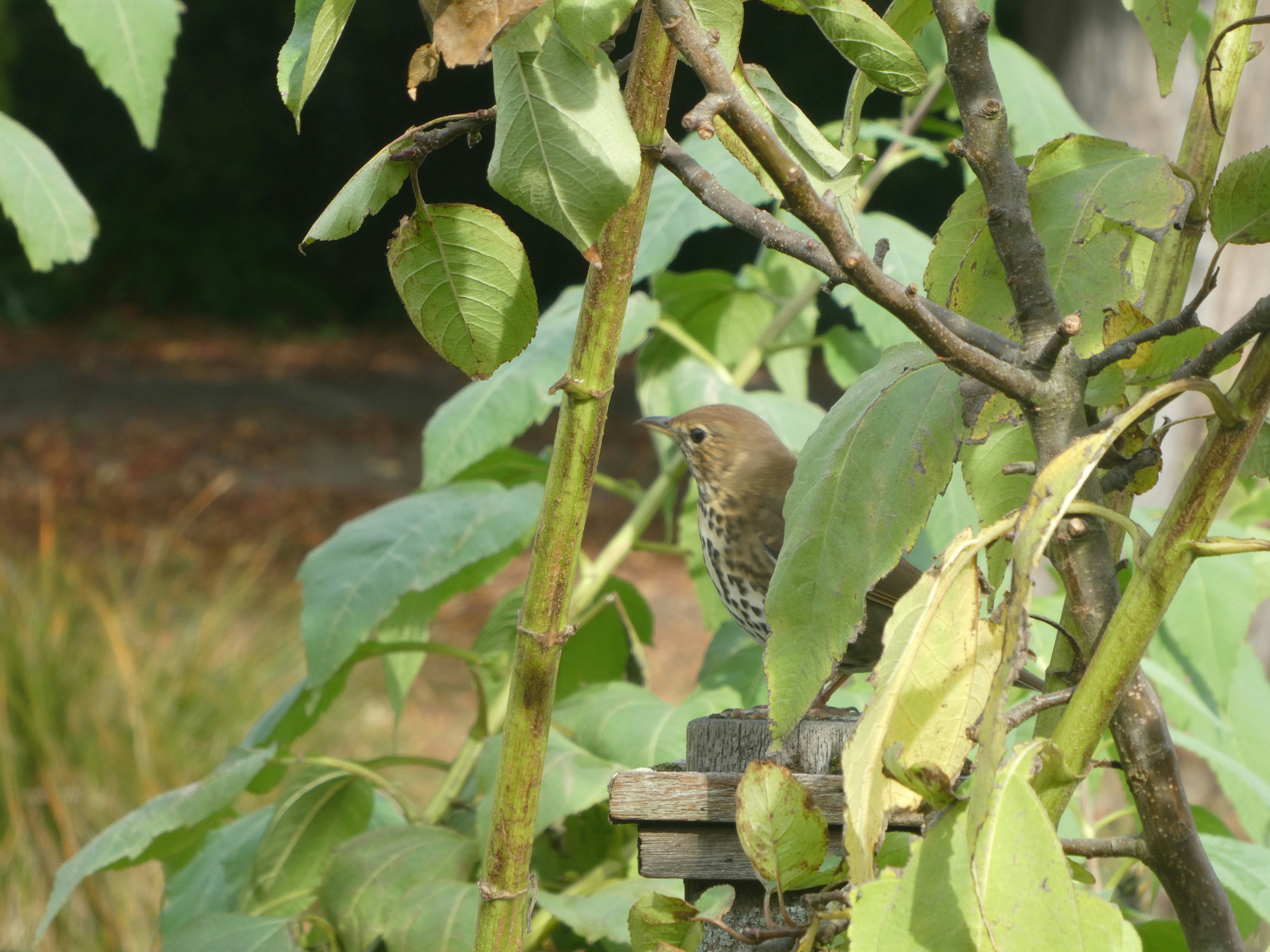 Bird photo shot on Panasonic Lumix TZ90