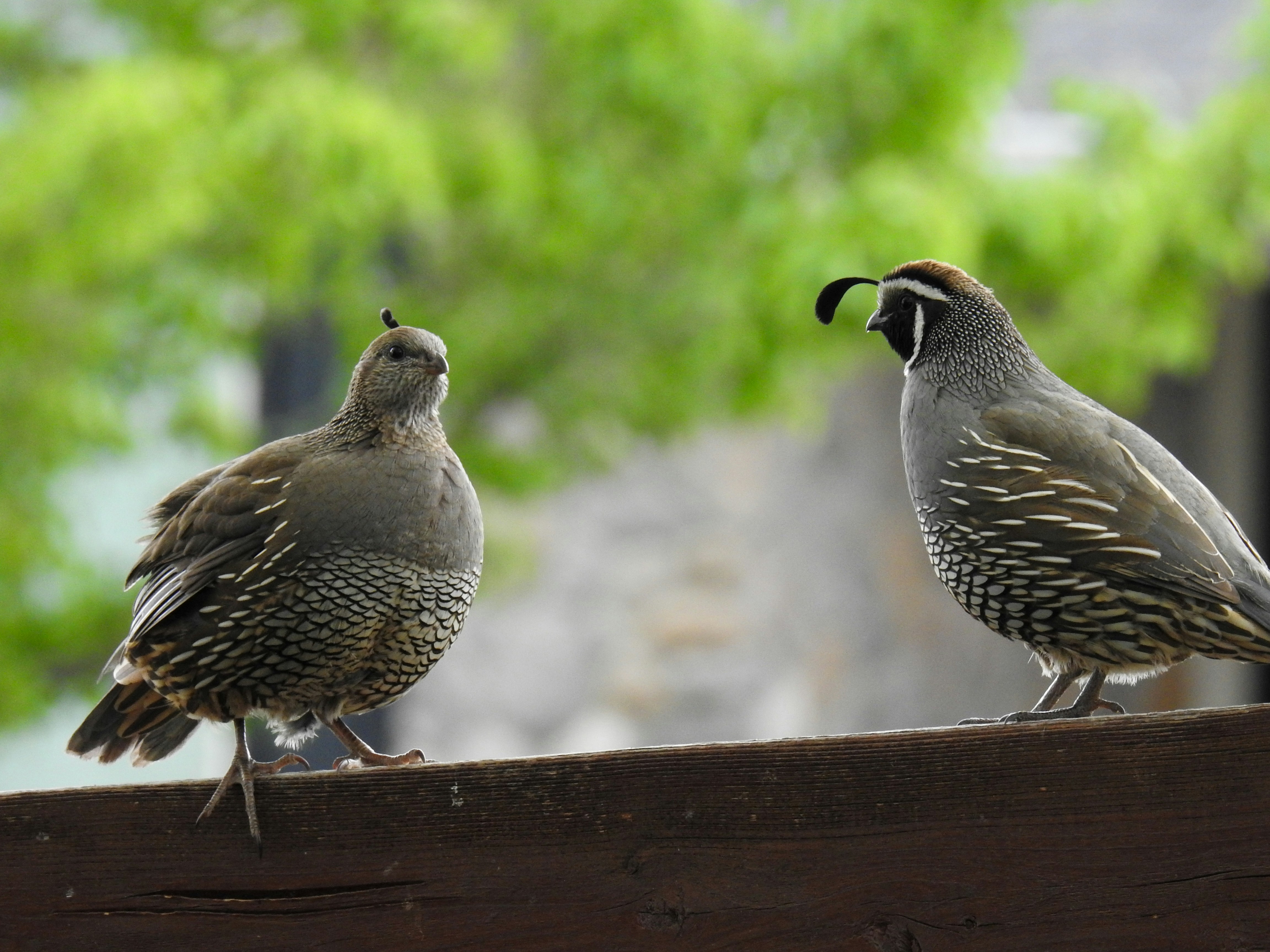 Two quail-like birds share a weathered wooden railing in a sunlit garden