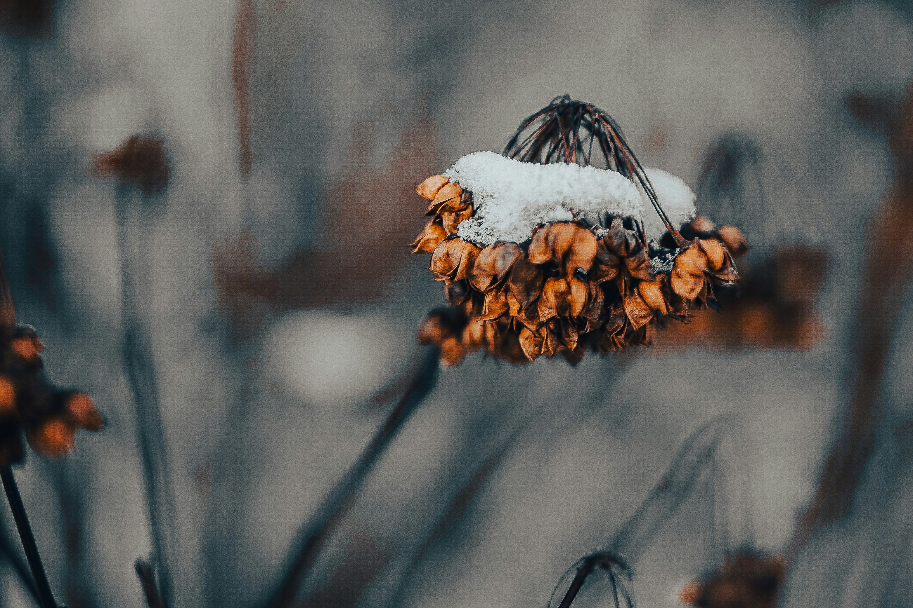 Snow-Kissed Seed Head in a Frost-Blue Garden