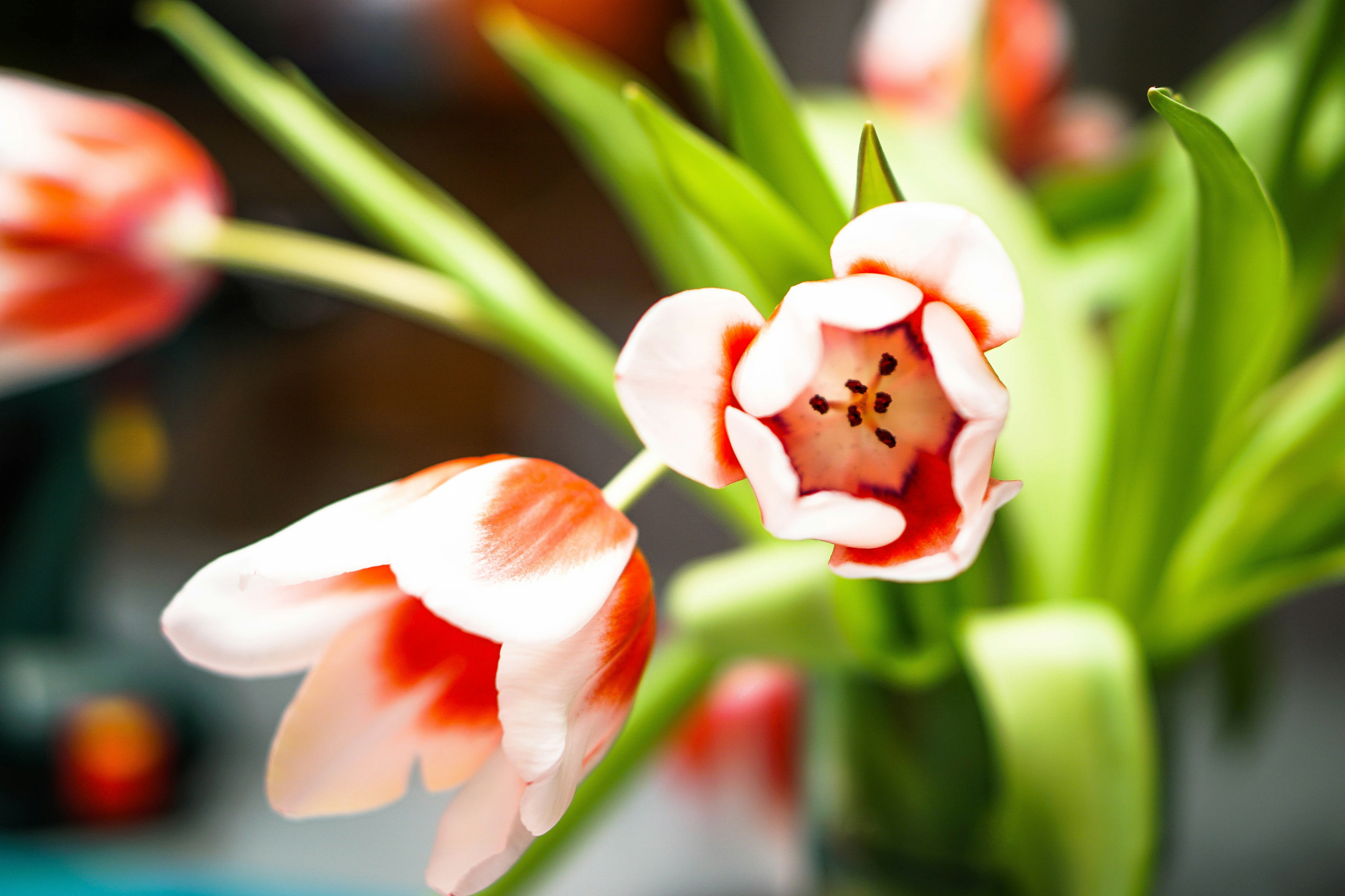 A close up of a flower in a vase photo – Free Flower Image on Unsplash