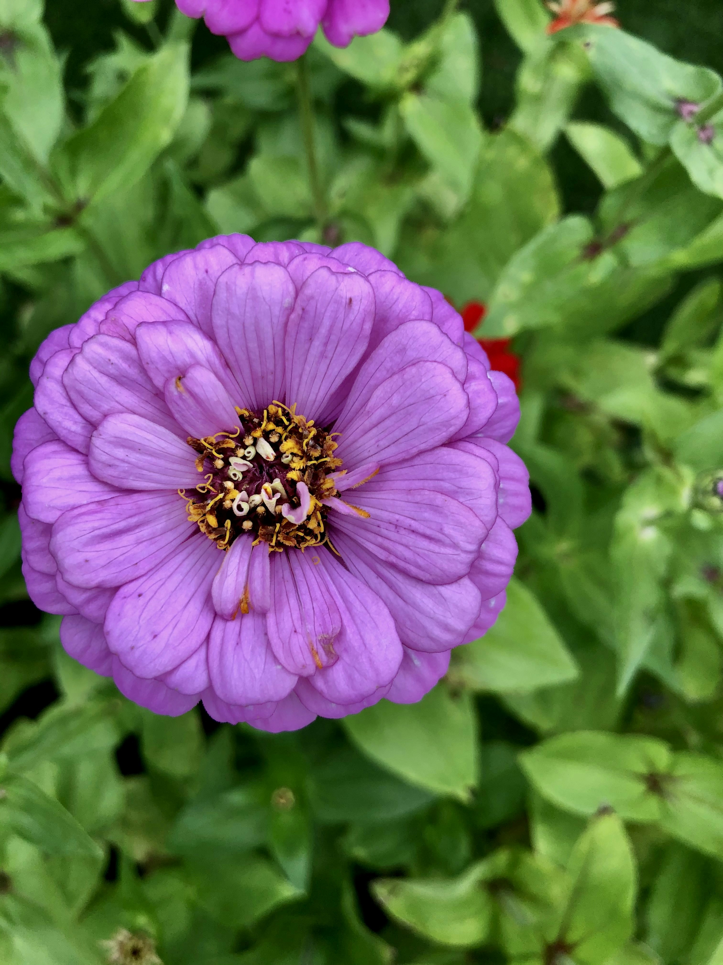 Gros plan d’une fleur violette aux feuilles vertes photo – Photo Violet ...