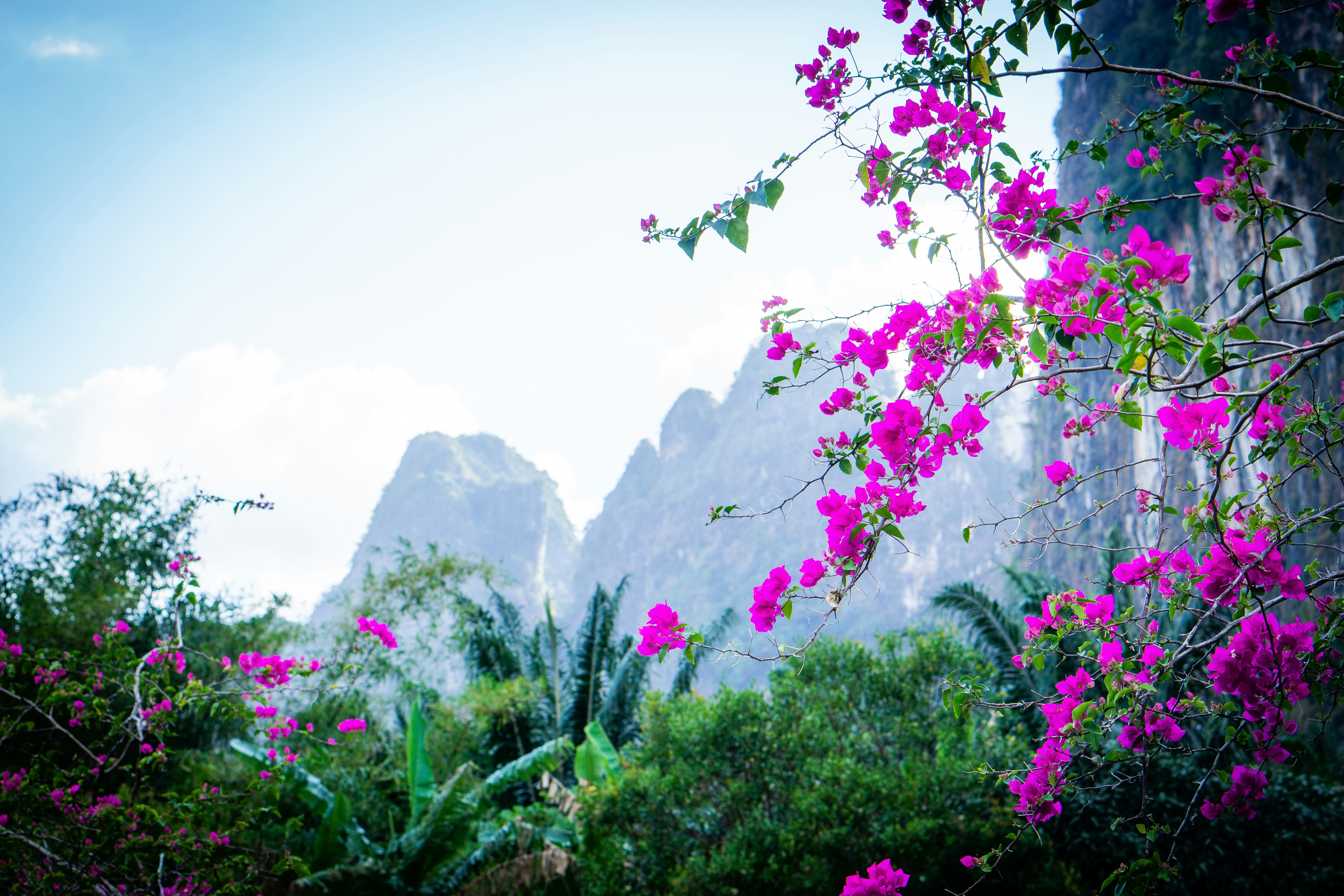 Bougainvillea Blossoms Against Limestone Peaks