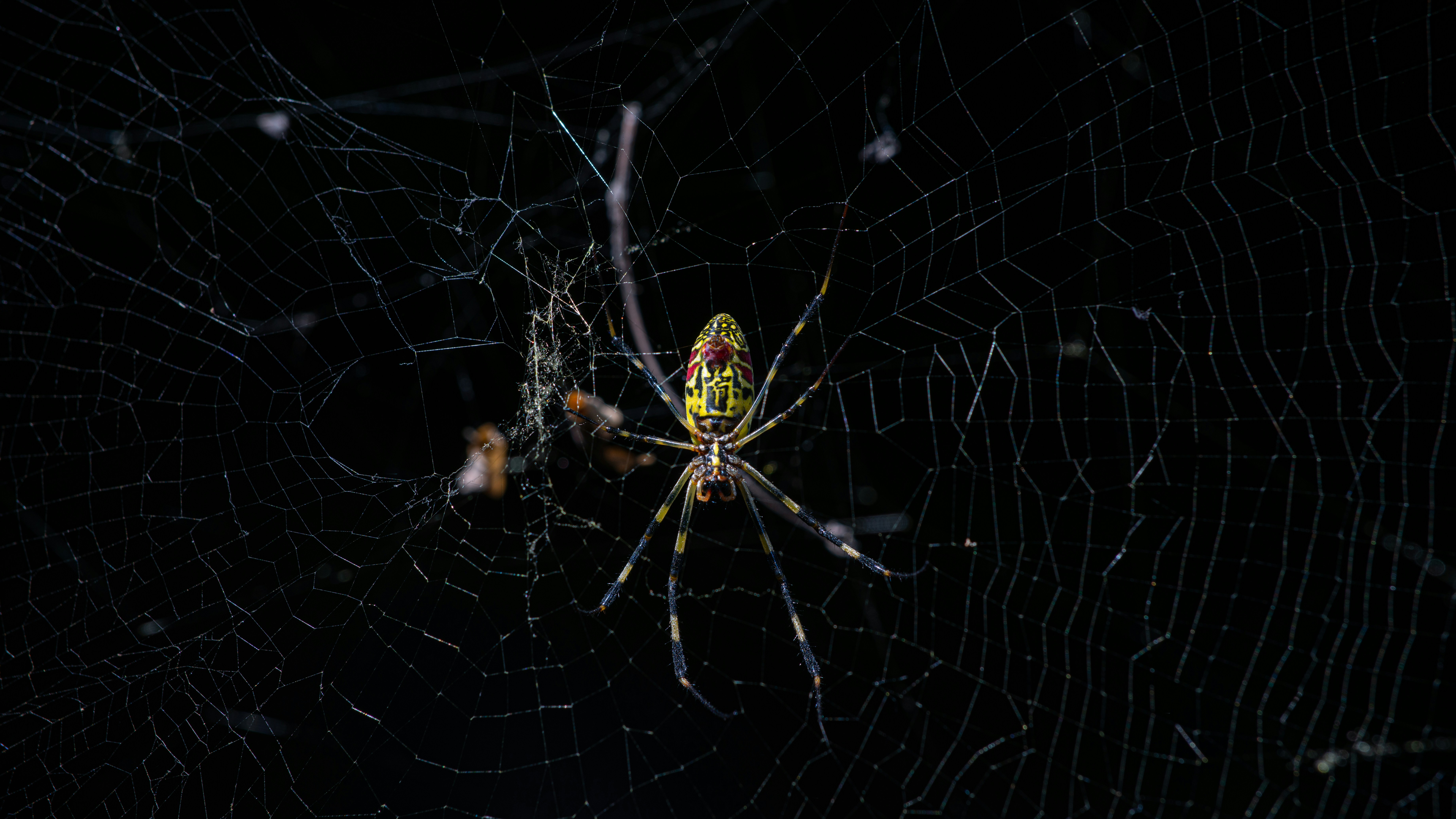 a yellow and black spider sitting on its web