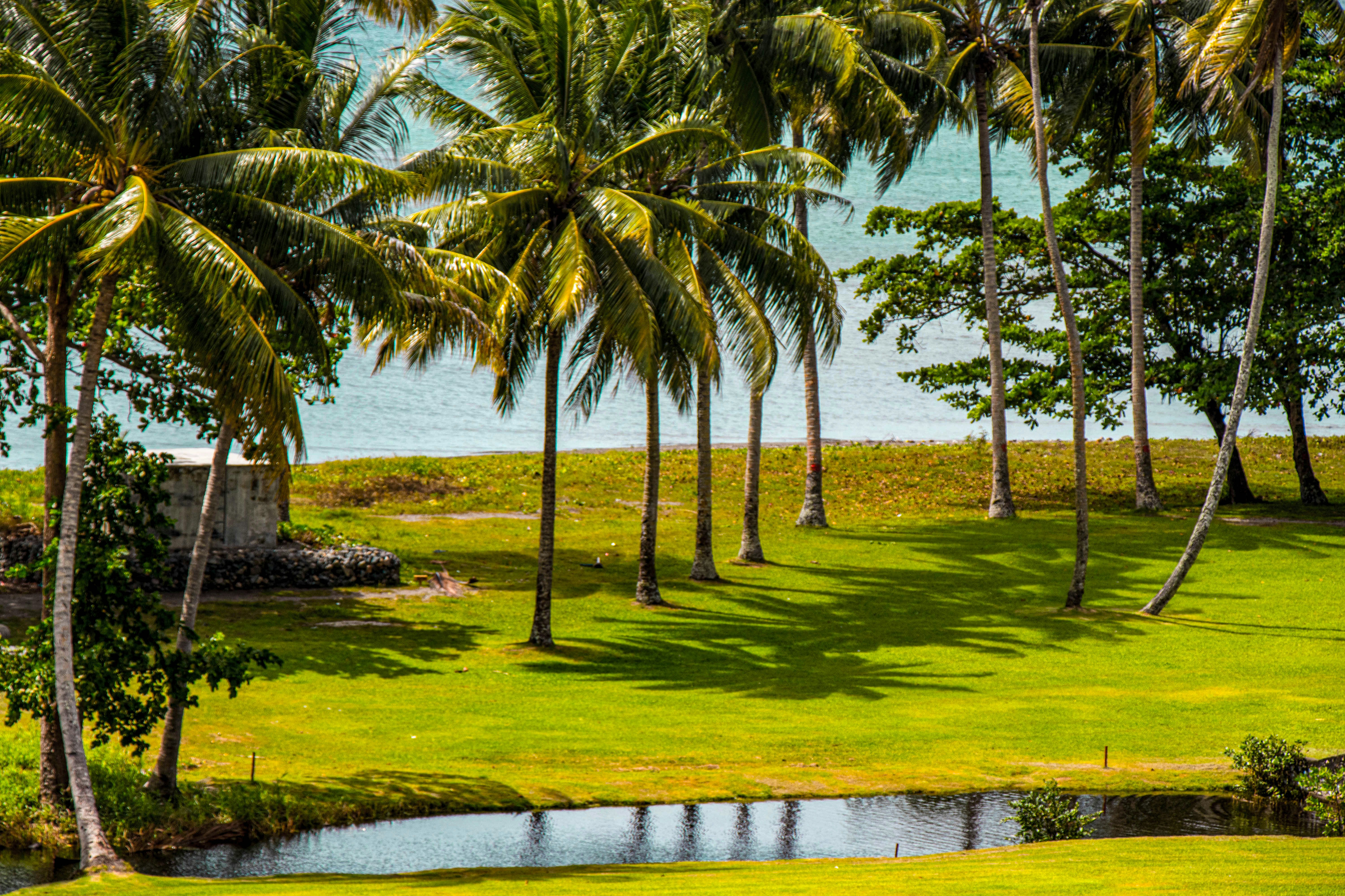 Palm trees casting shadows on a lush green lawn beside a tranquil shoreline.