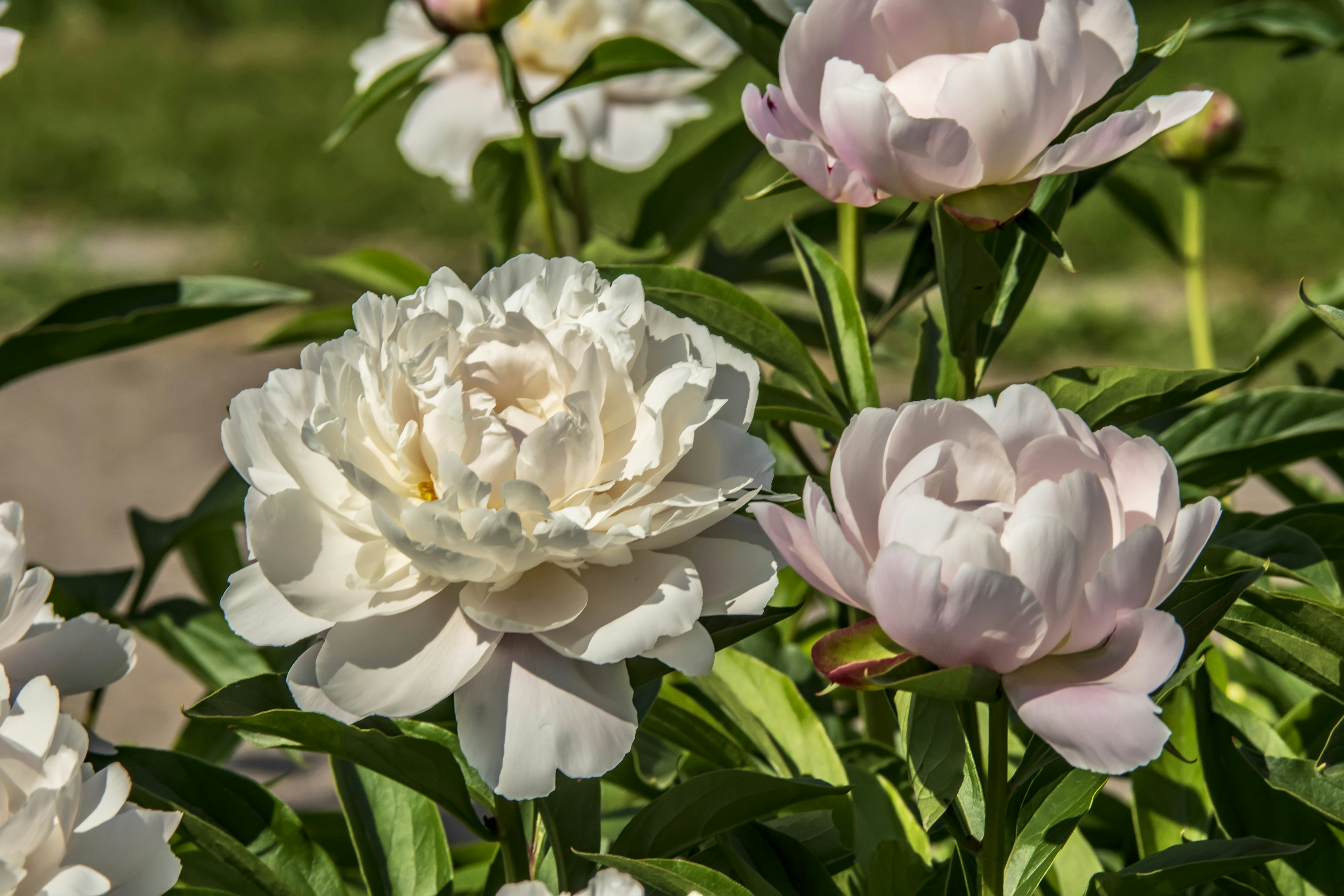 It`s spring. It`s time to blossom. I came to the city botanical garden to enjoy the multitude of flowers.