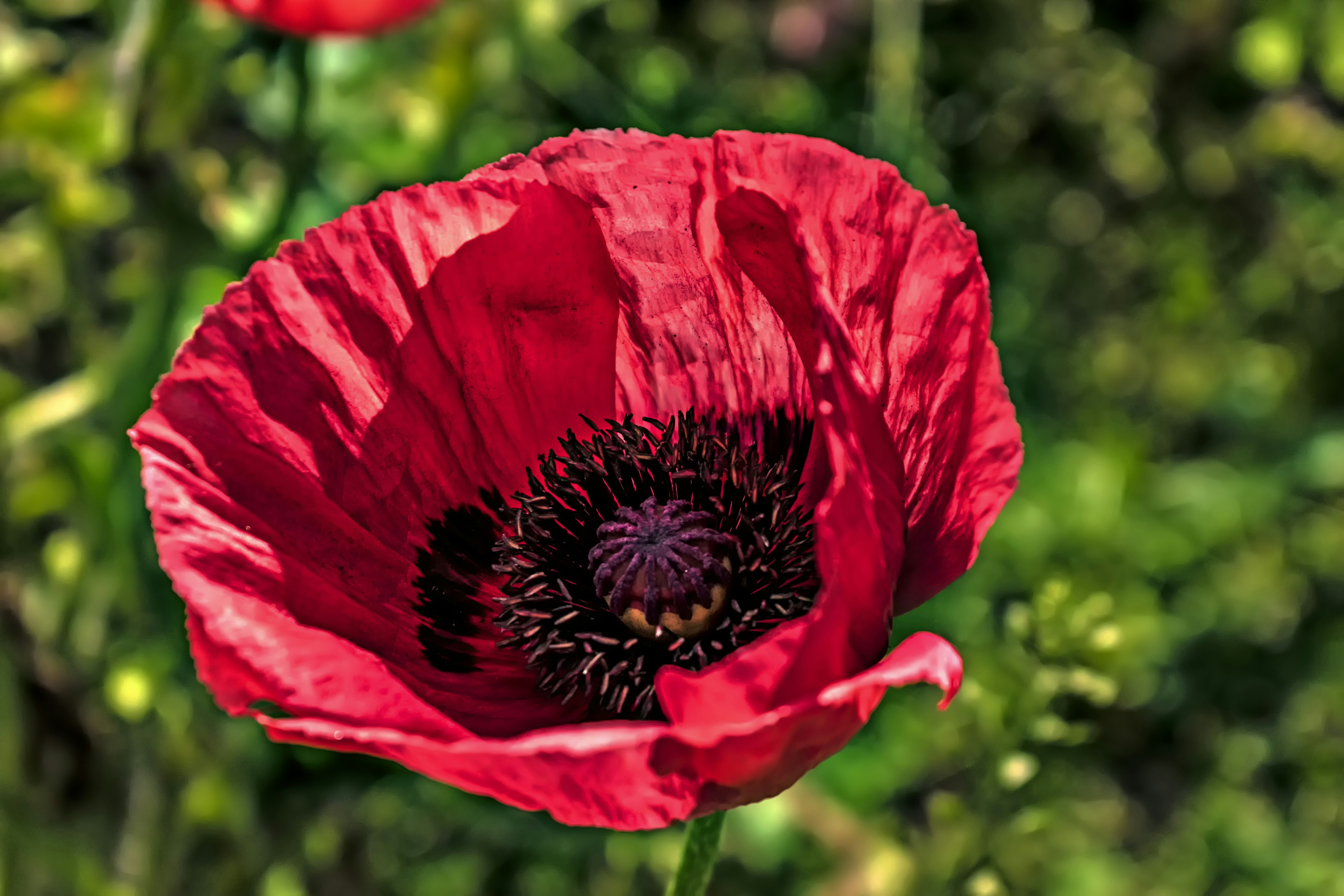 Gros plan d’une fleur rouge dans un champ photo – Photo Kyiv Gratuite ...