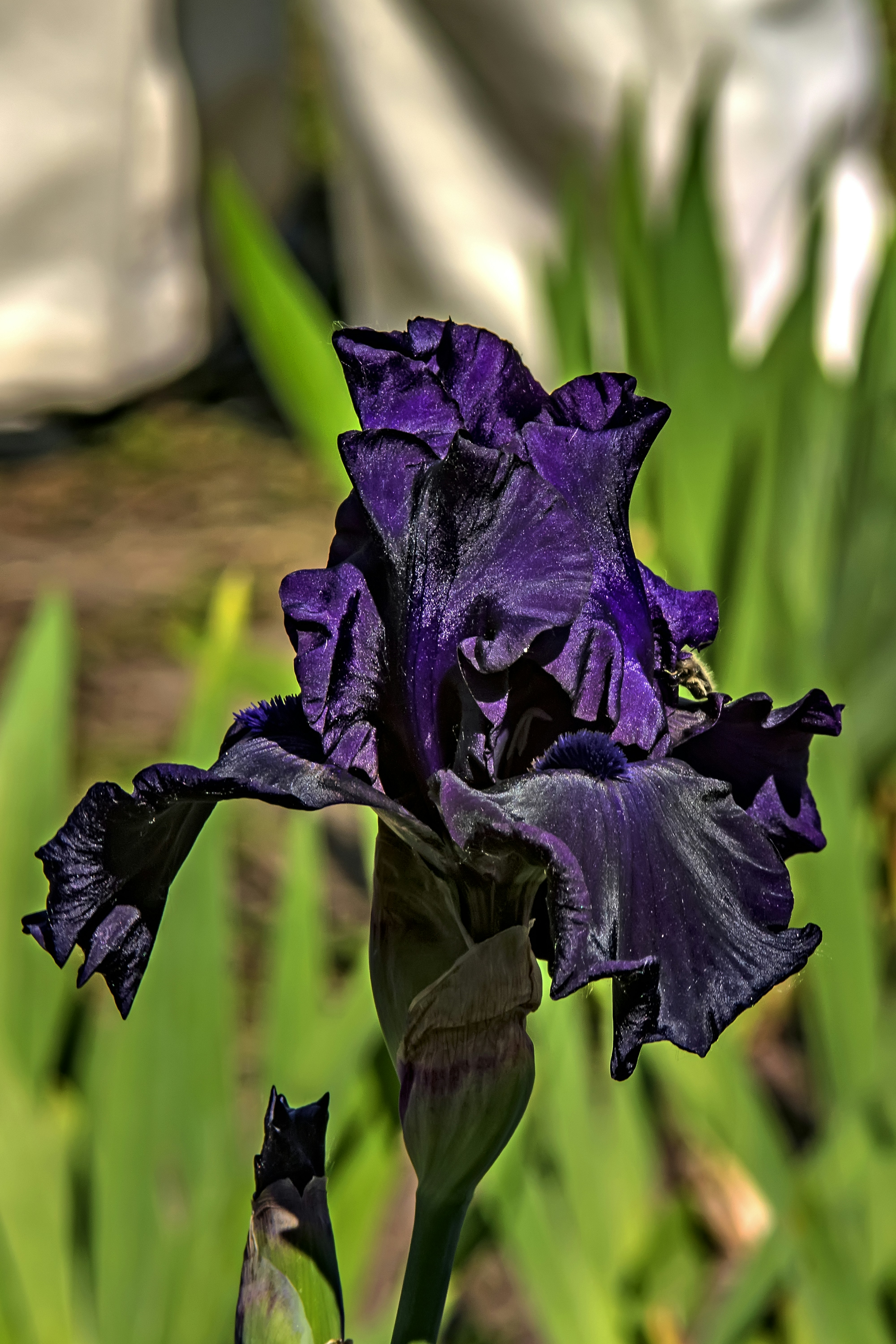 It`s spring. It`s time to blossom. I came to the city botanical garden to enjoy the multitude of flowers.