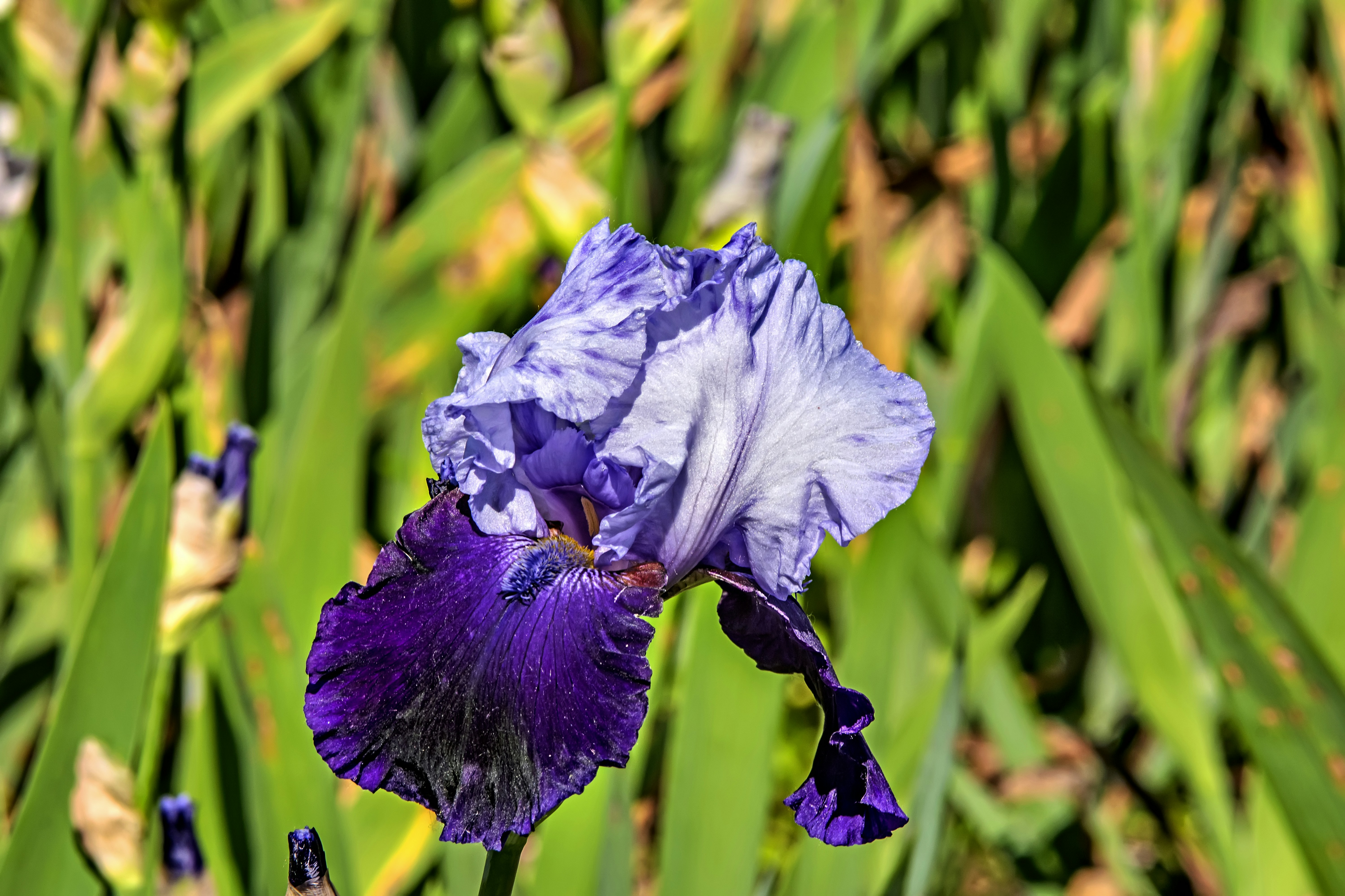 Sunlit Violet Iris: A Velvet Bloom Framed by Green Border