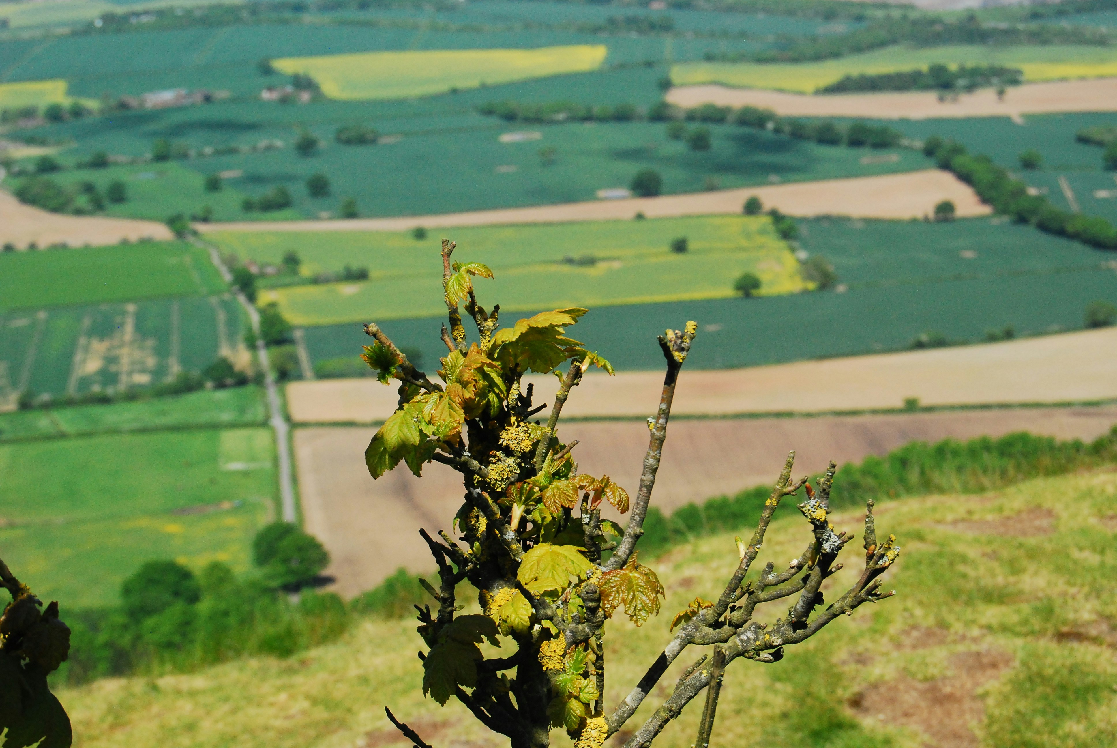 Whispers of Nature: A Verdant Tapestry