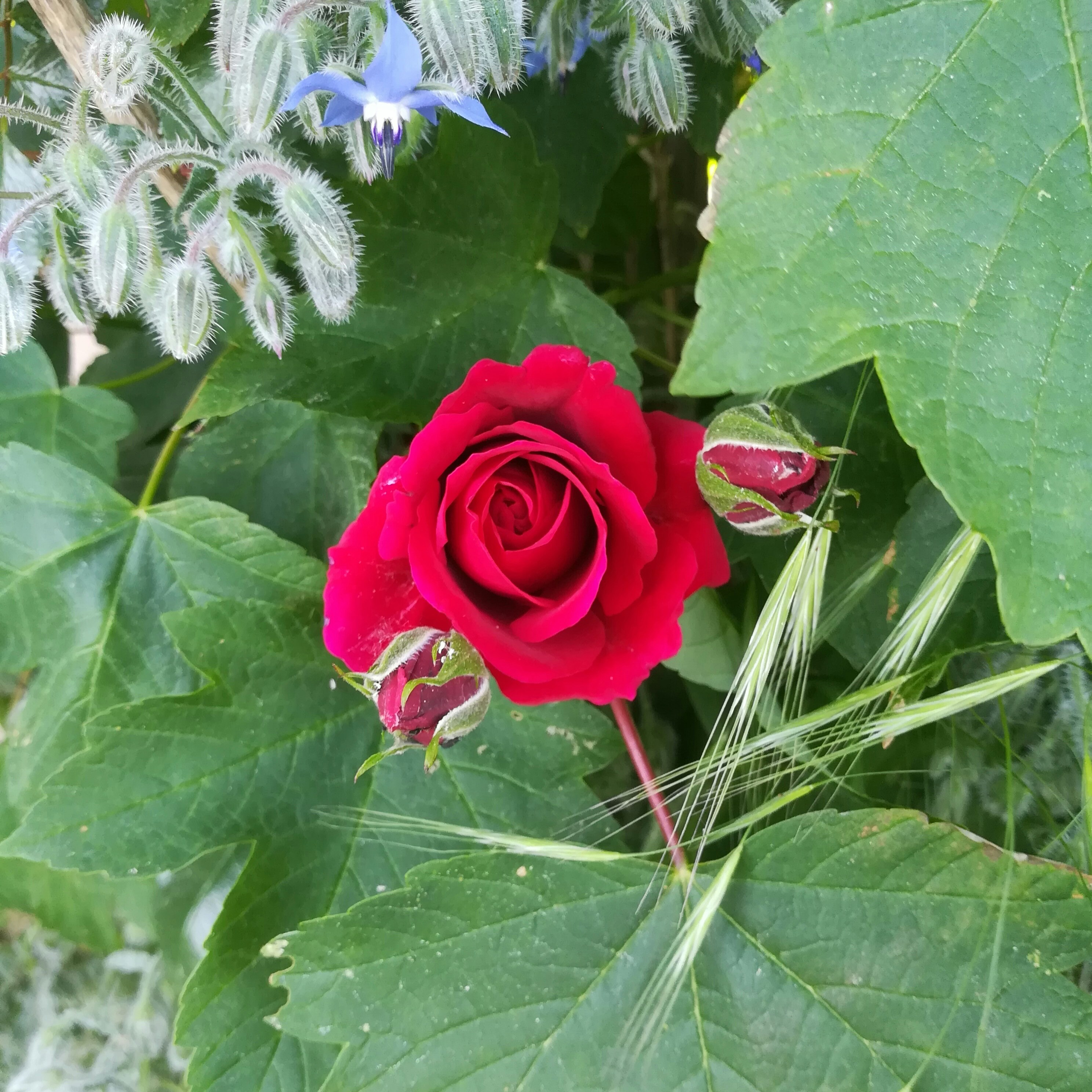 Vibrant red rose surrounded by lush green leaves and delicate blue flowers, showcasing nature's beauty and diversity.