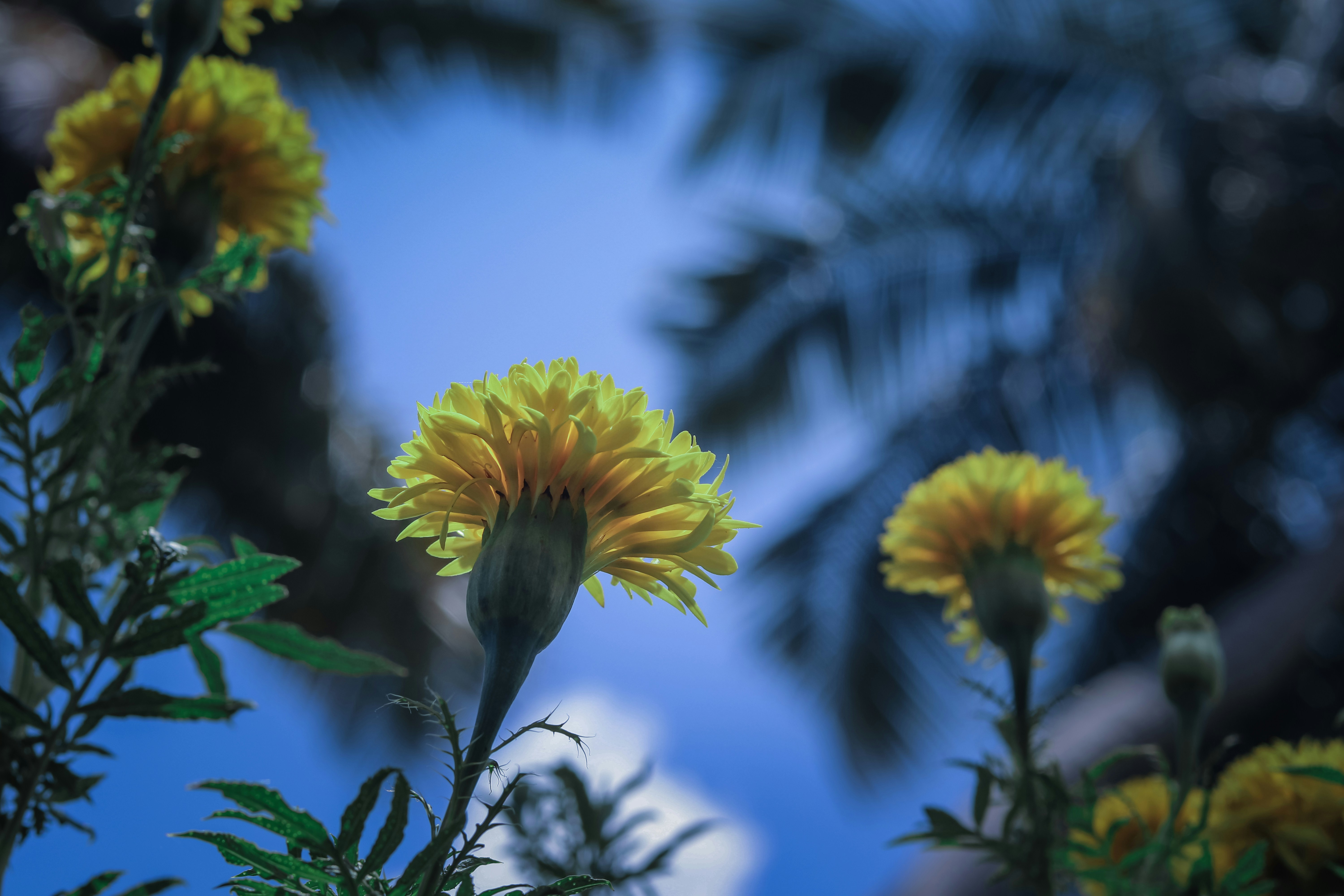 a close up of a yellow flower with a sky background