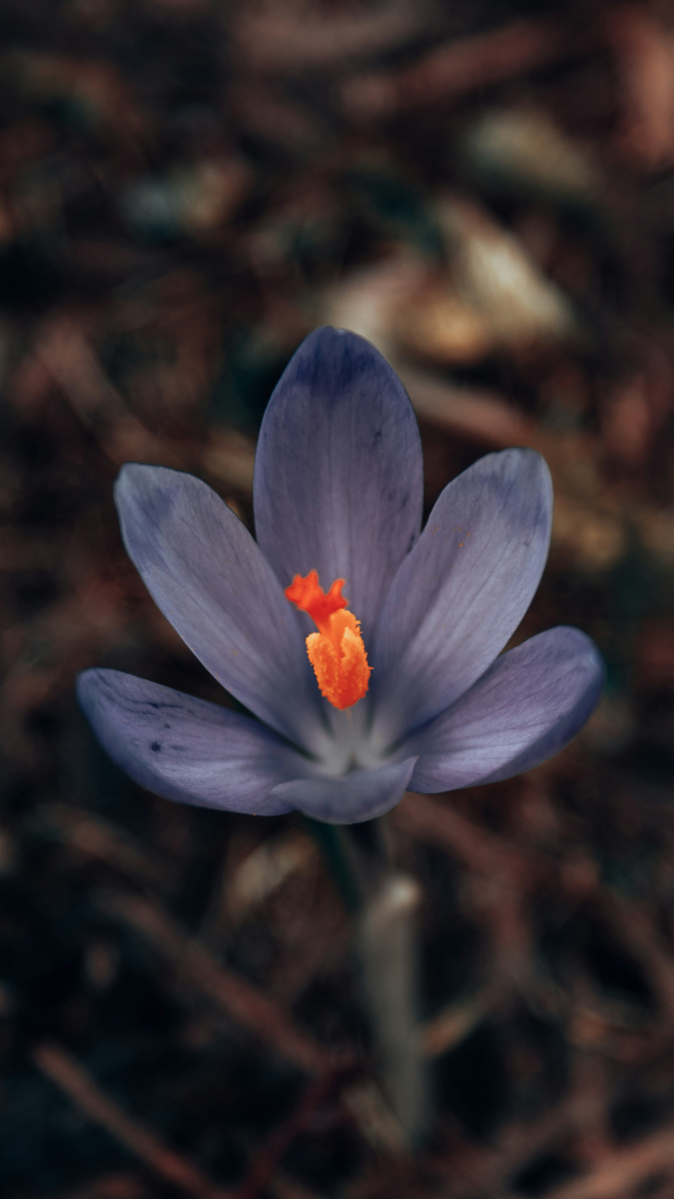 Delicate purple crocus flower with vibrant orange stamen emerges from earthy background, symbolizing the arrival of spring.