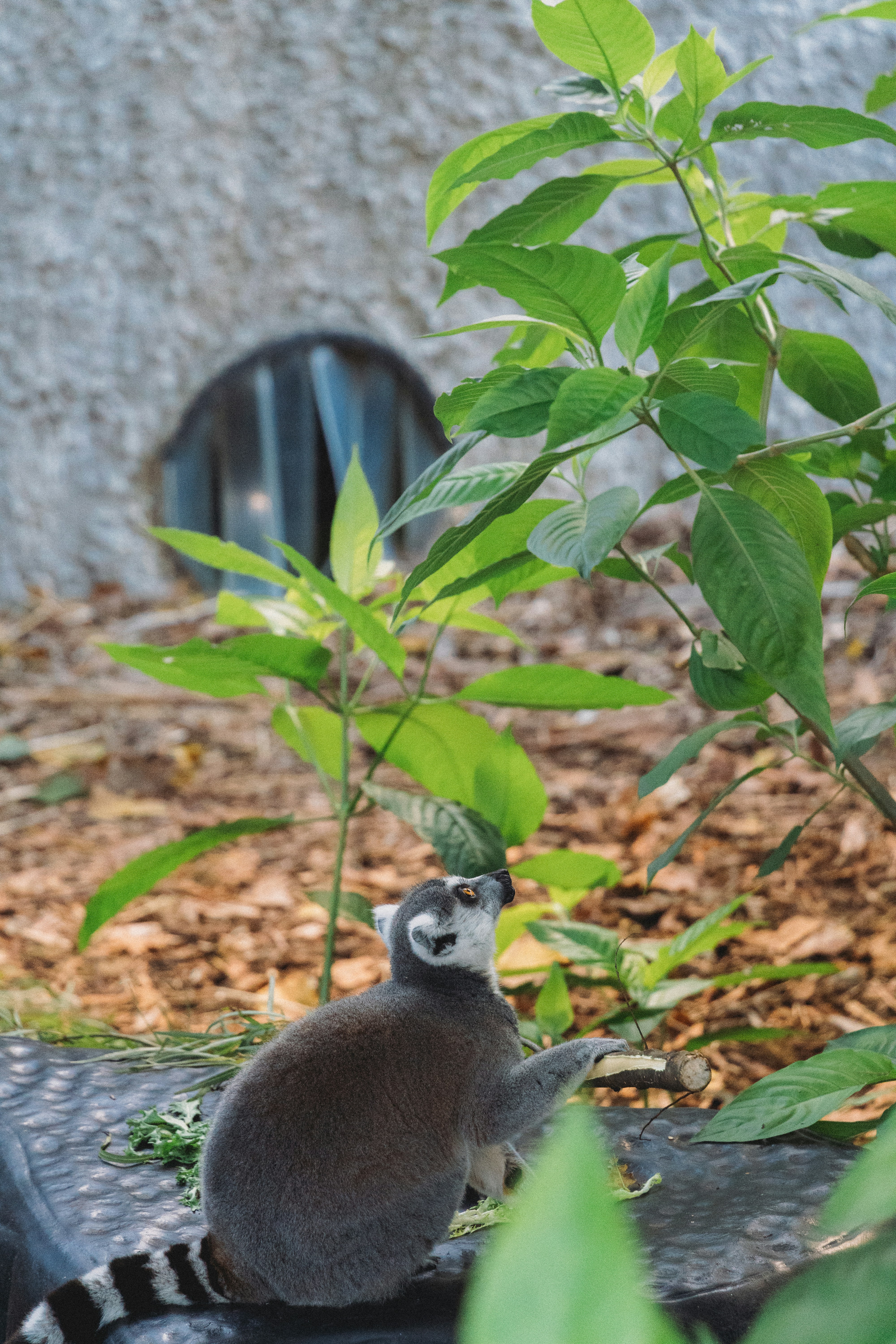 King Julien.