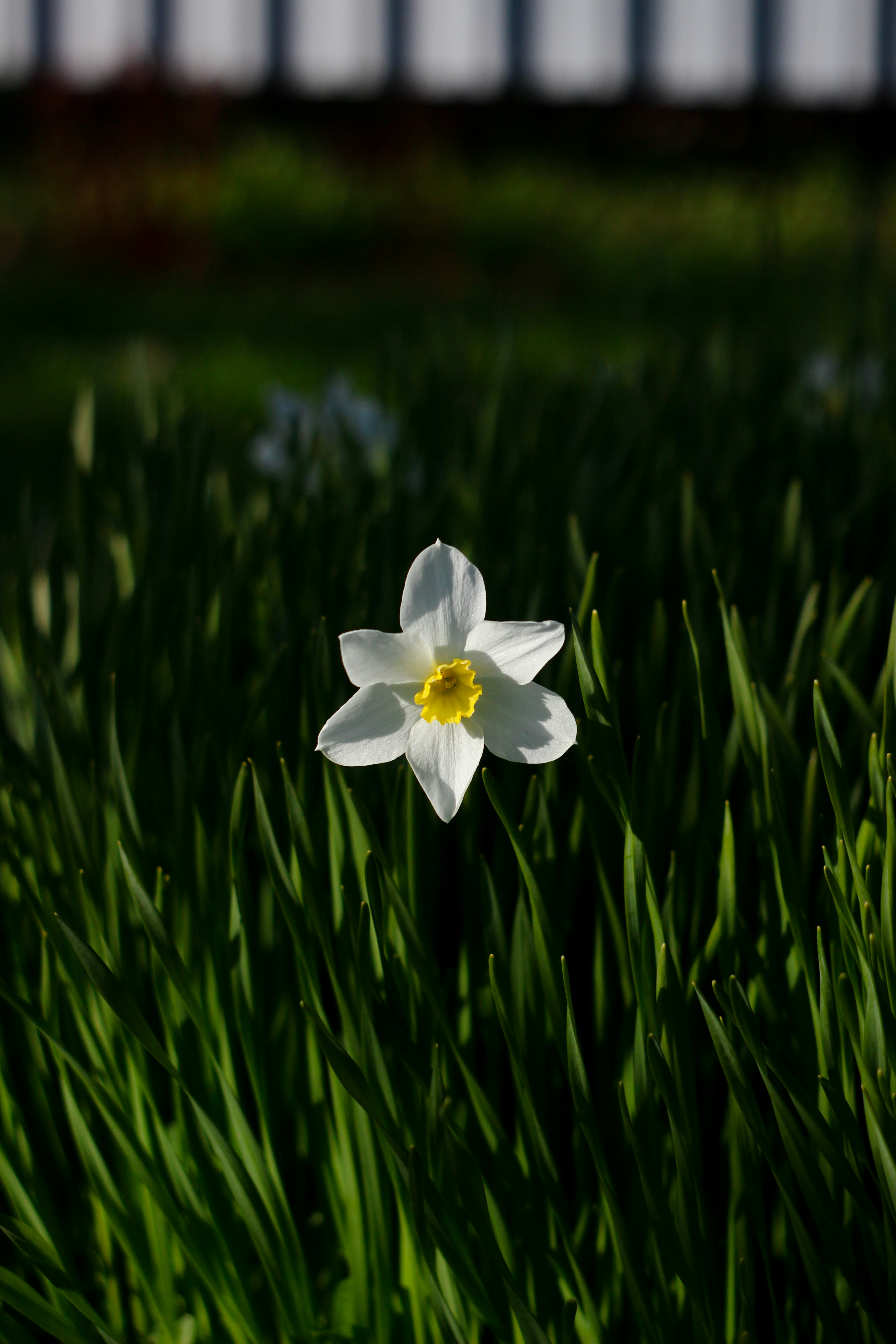 a single white flower sitting in the middle of some green grass