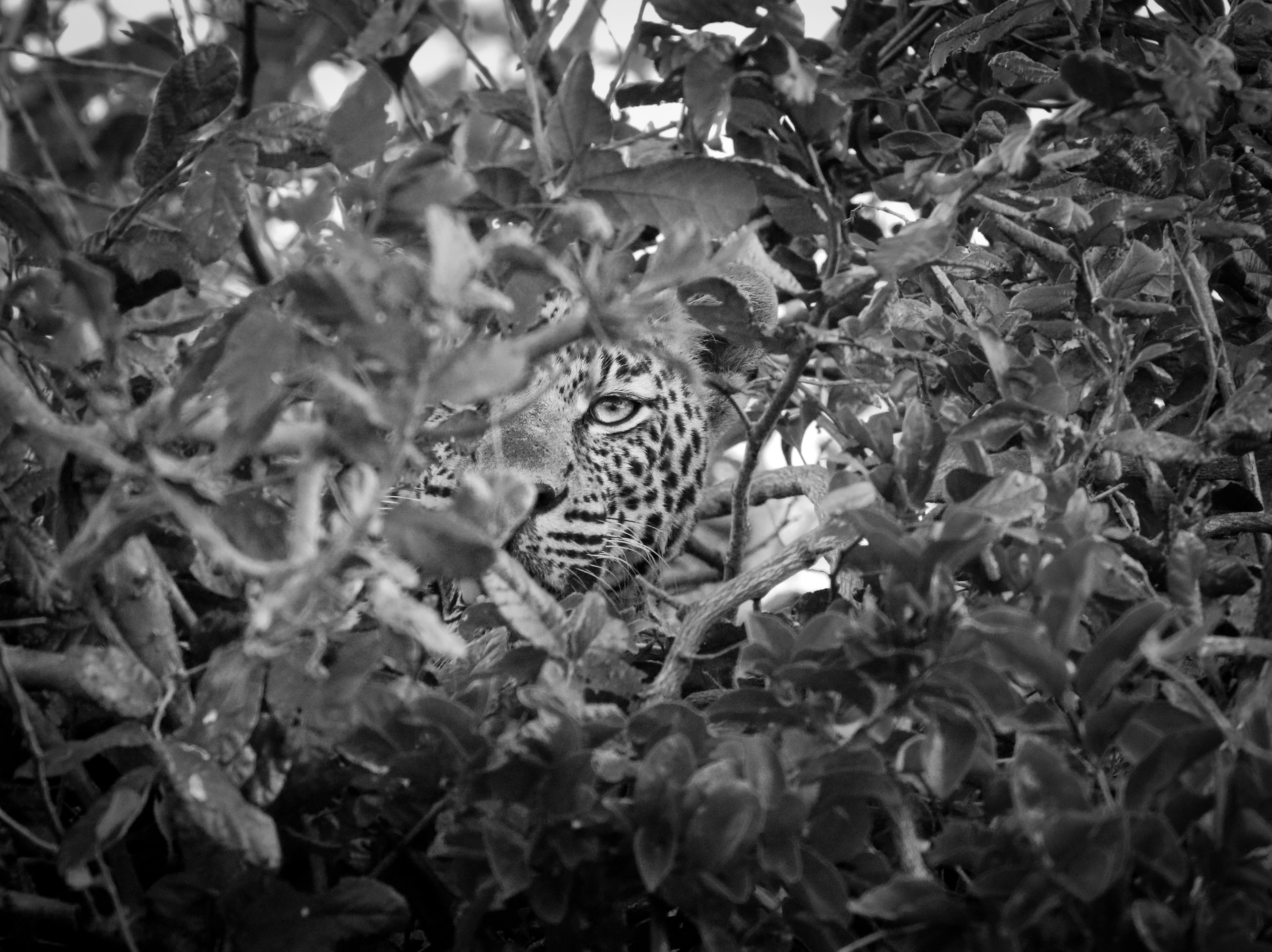 Leopard's Hidden Gaze: Quiet Sentinel in Dense Foliage
