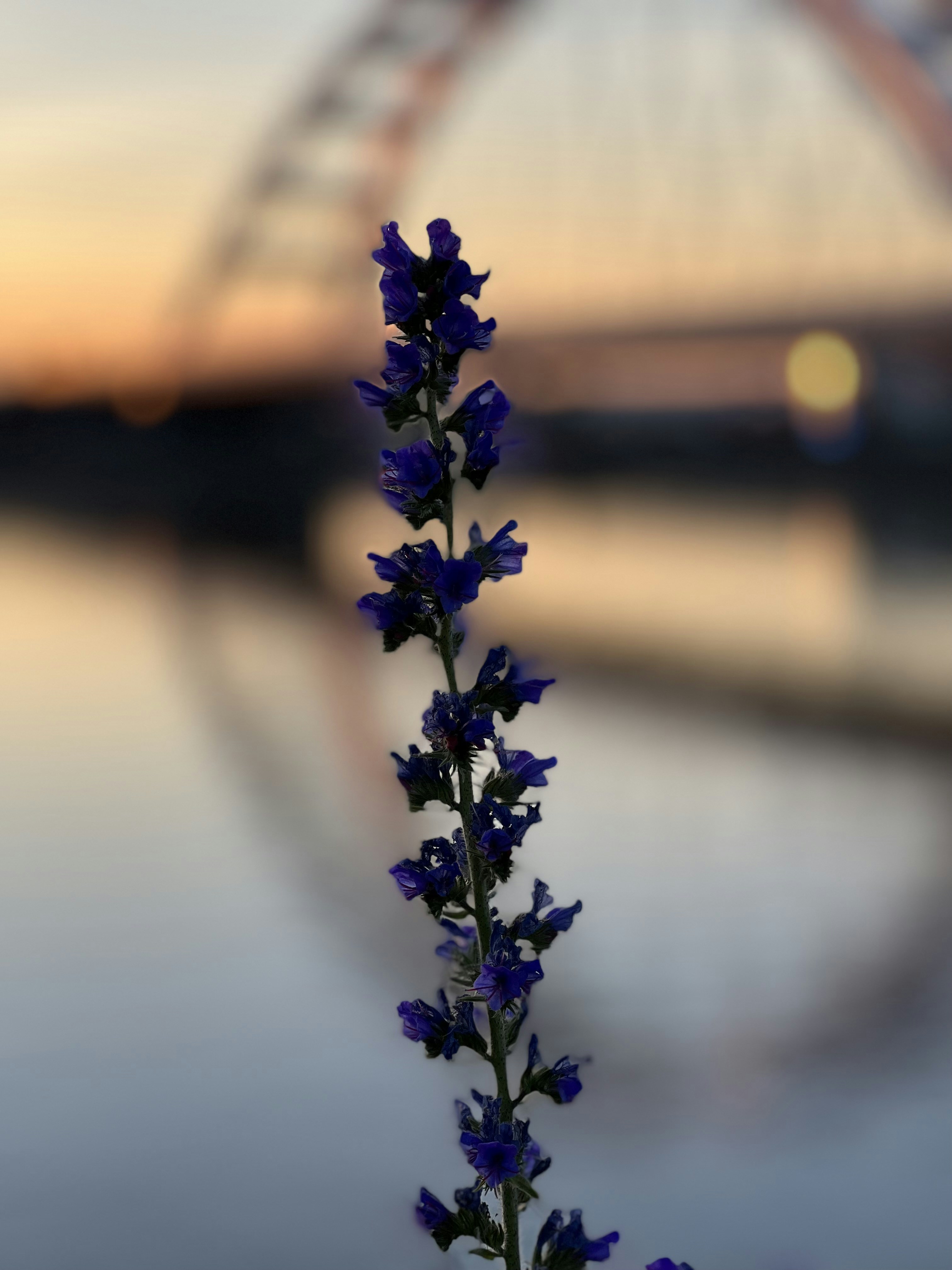 Lavender Spike in Focus Under a Sunset Bridge Arc