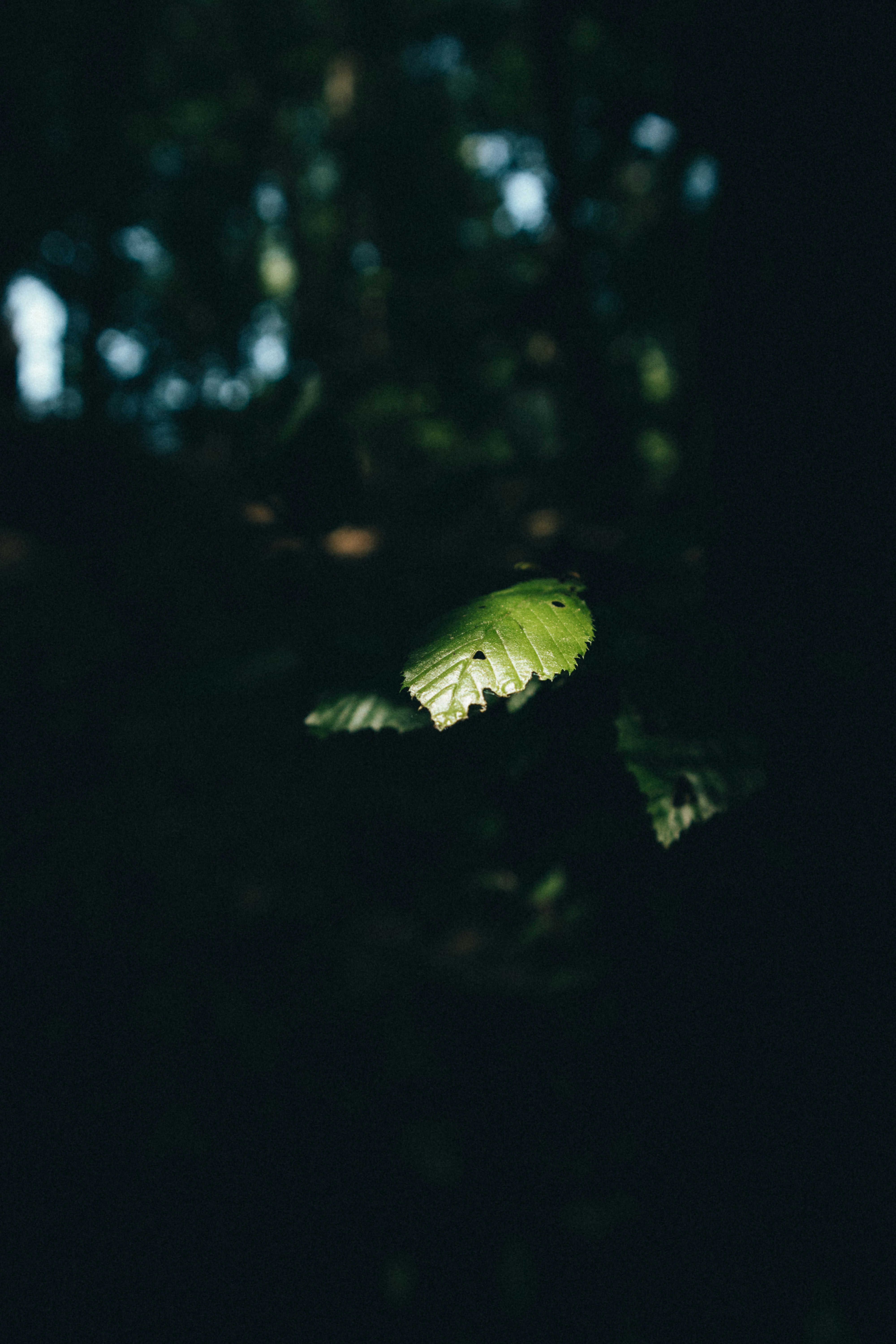 A single illuminated green leaf stands out against a dark forest backdrop, highlighting nature's resilience amidst shadows.