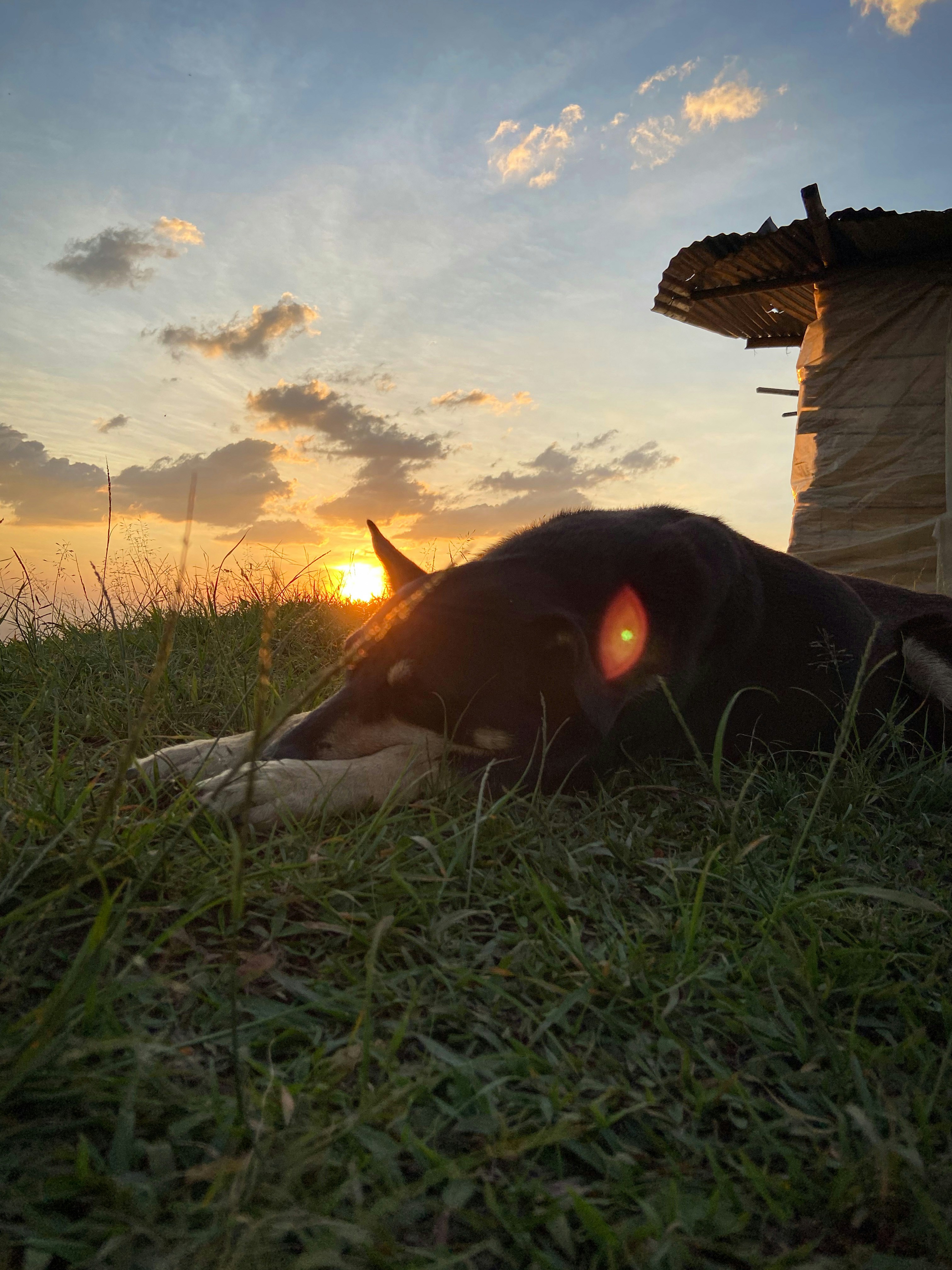 a dog laying in the grass with the sun setting in the background