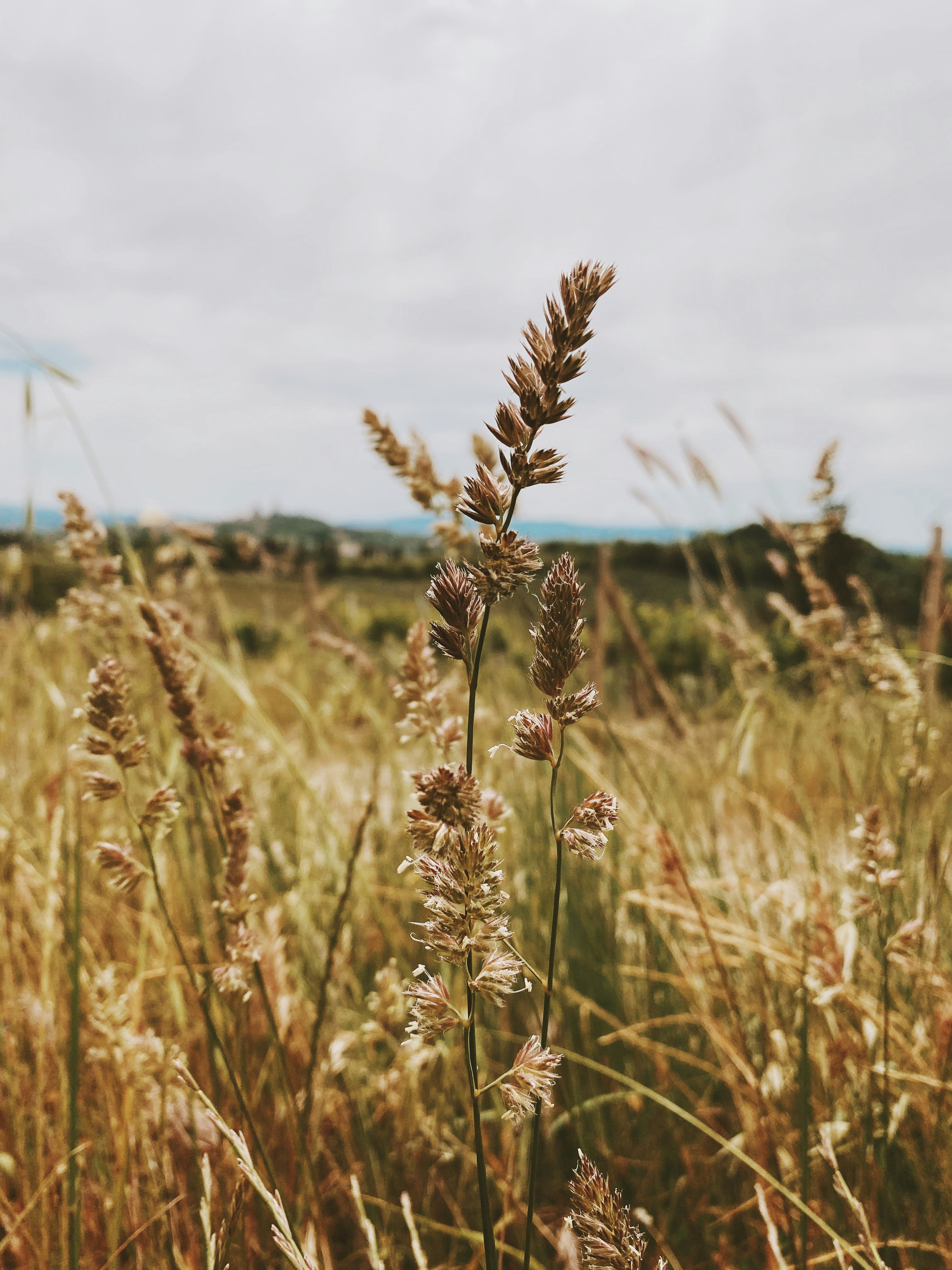 Foto Ladang rumput tinggi dengan latar belakang langit – Gambar Makanan ...