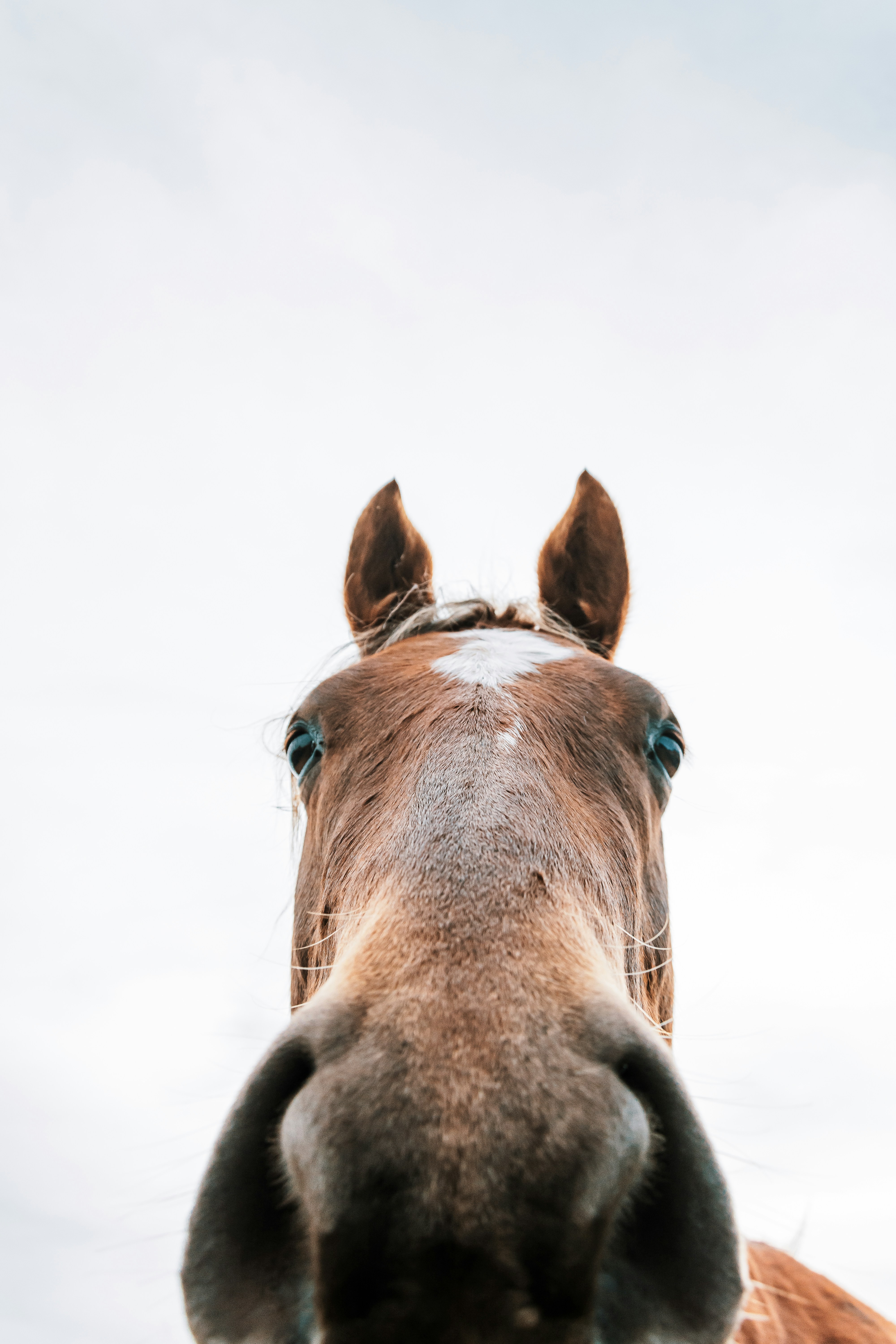 Close-up of a horse's face, showcasing its expressive eyes and detailed fur against a soft sky backdrop.