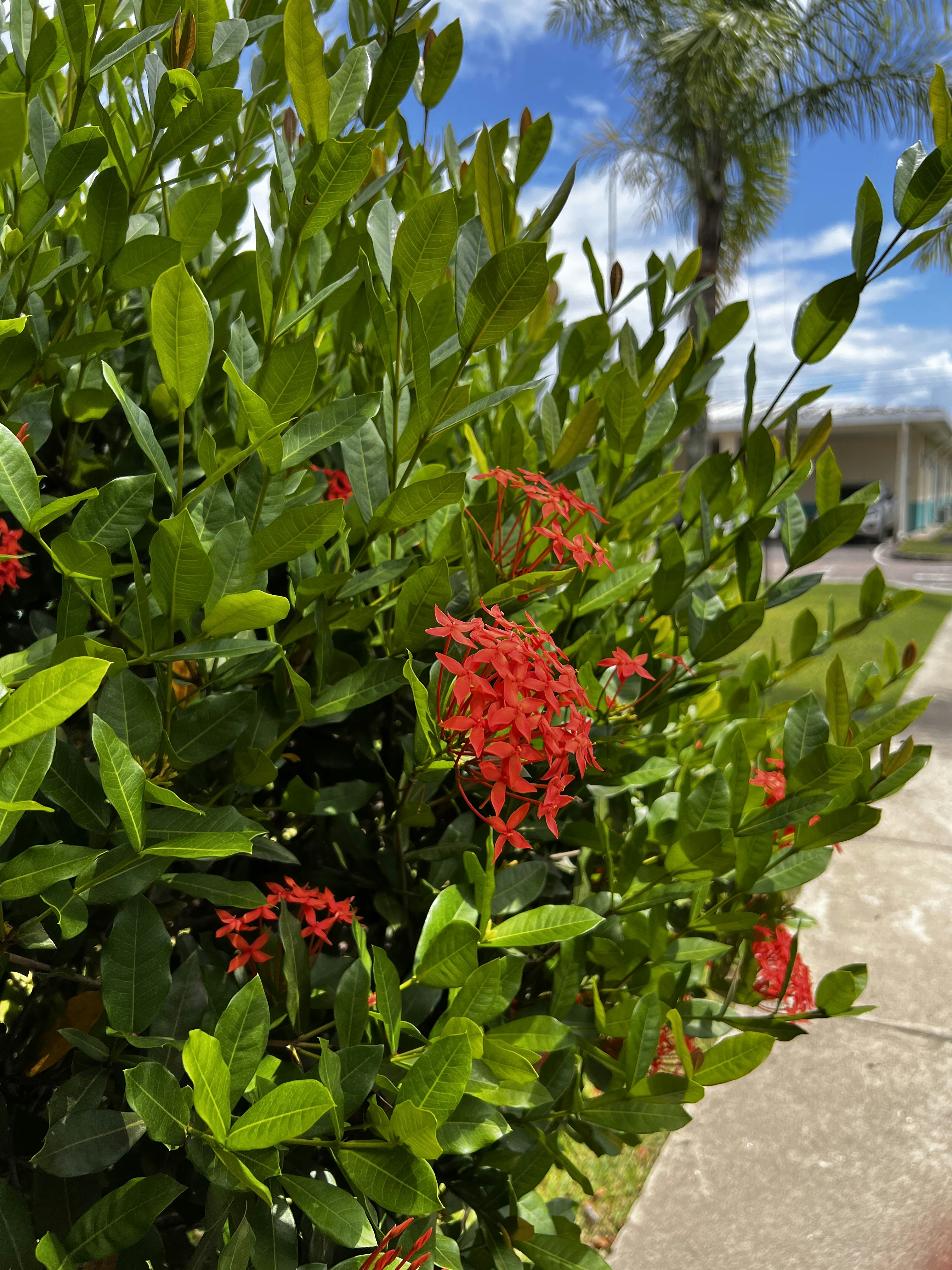 Un buisson aux fleurs rouges et aux feuilles vertes photo – Photo Rio ...