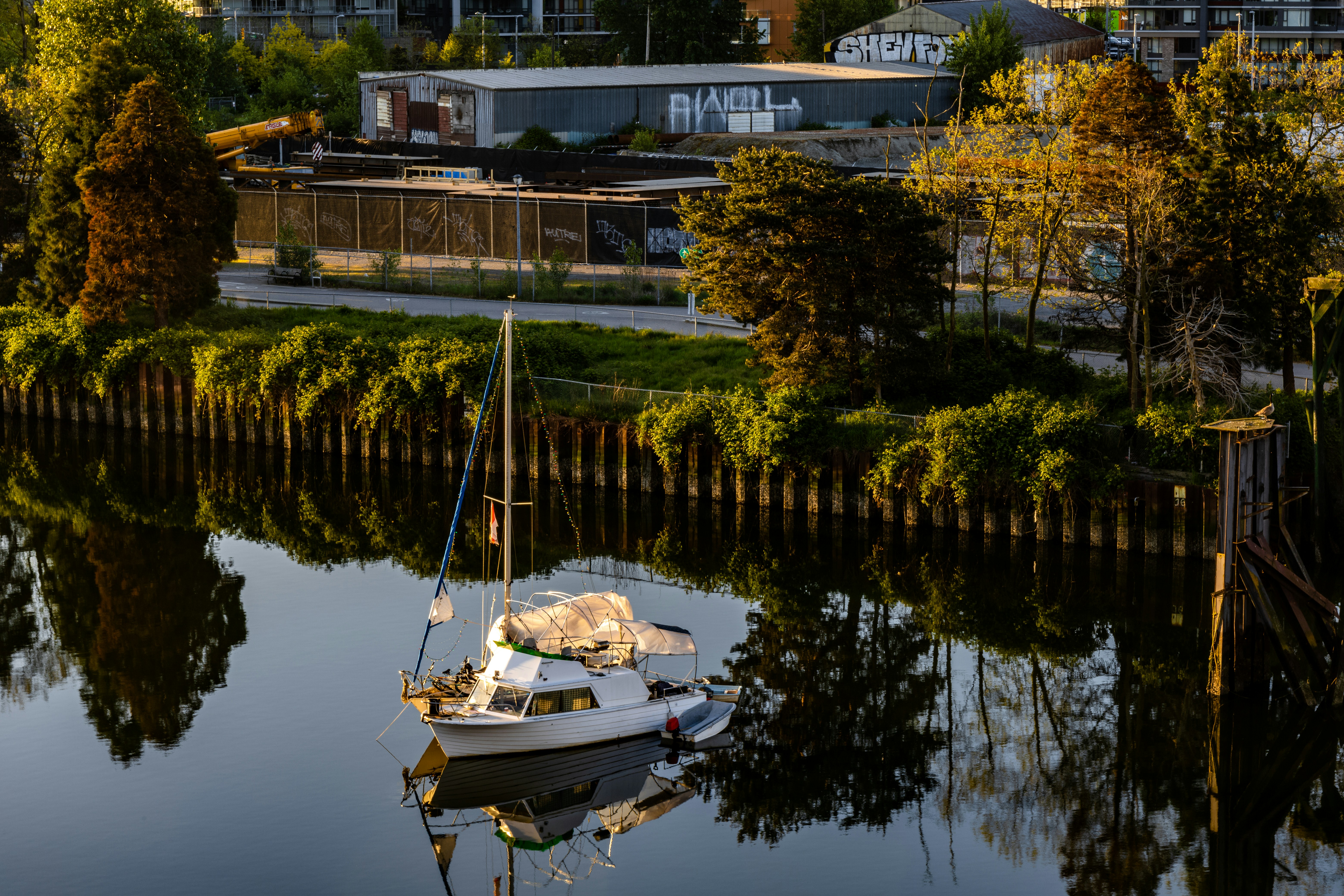 Golden Hour on the River: Sailboat in Mirror-Water with Urban Green