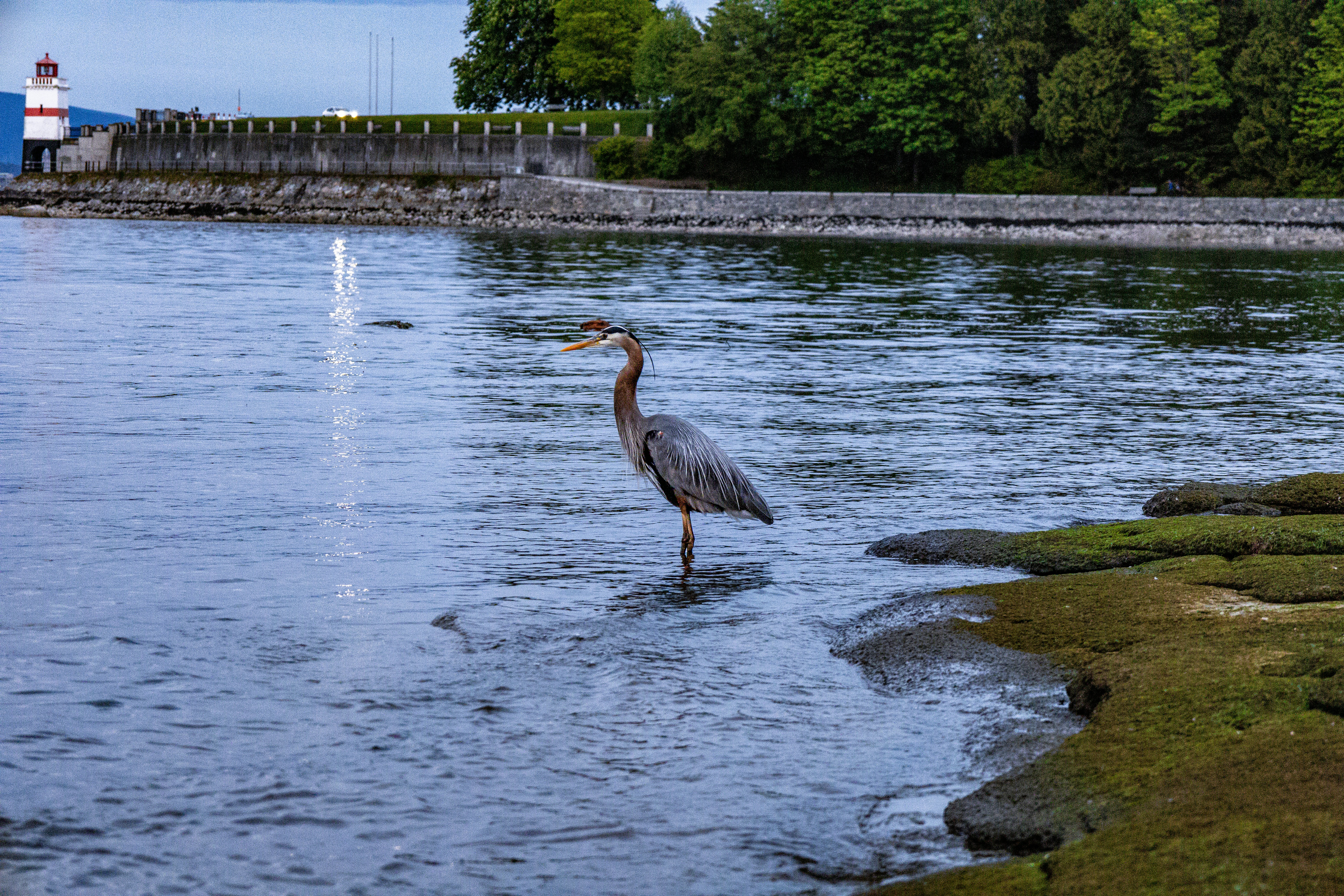 Heron standing in shallow water near a rocky shoreline with trees in the background.