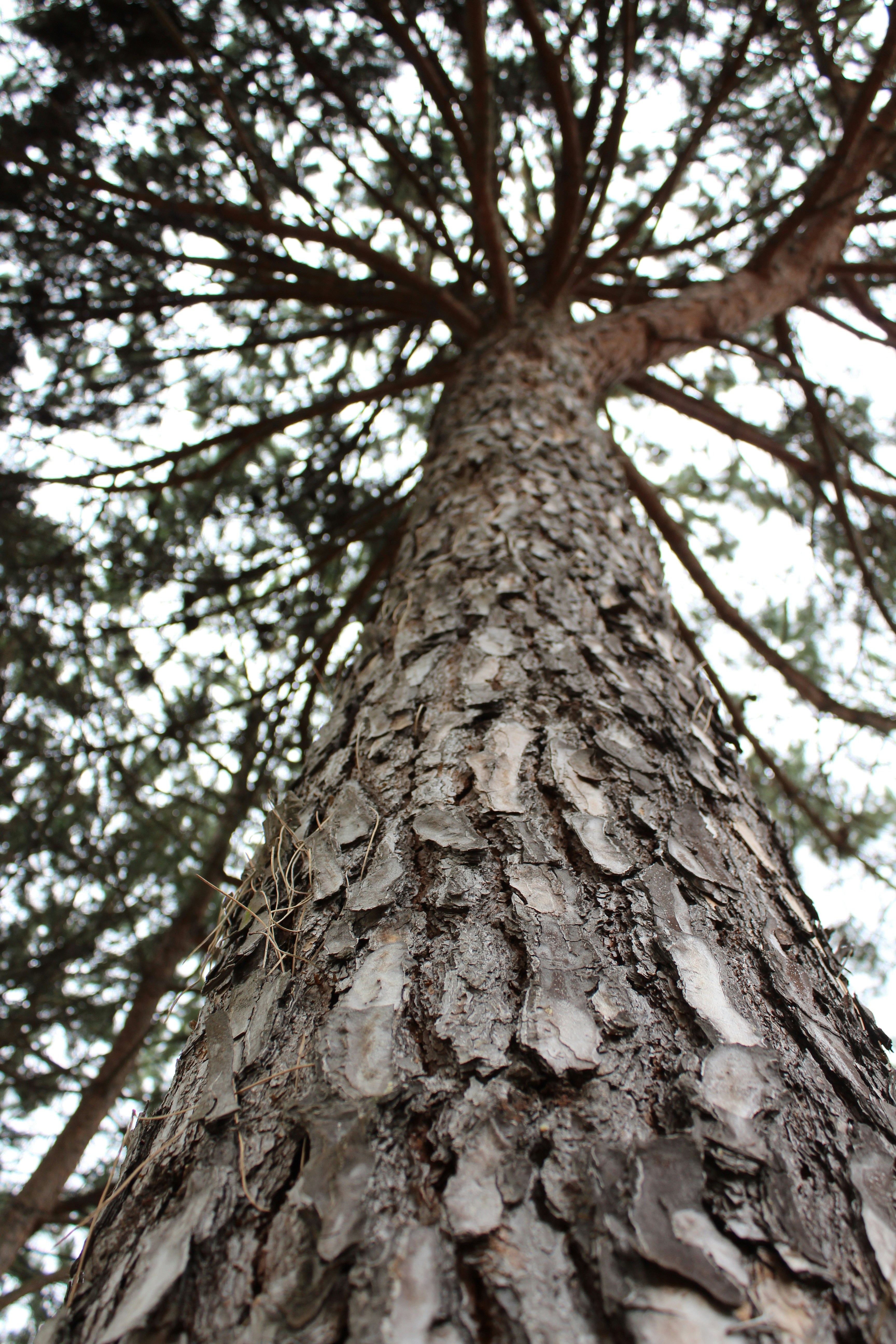 A towering tree seen from below, showcasing its textured bark and sprawling branches against a cloudy sky.